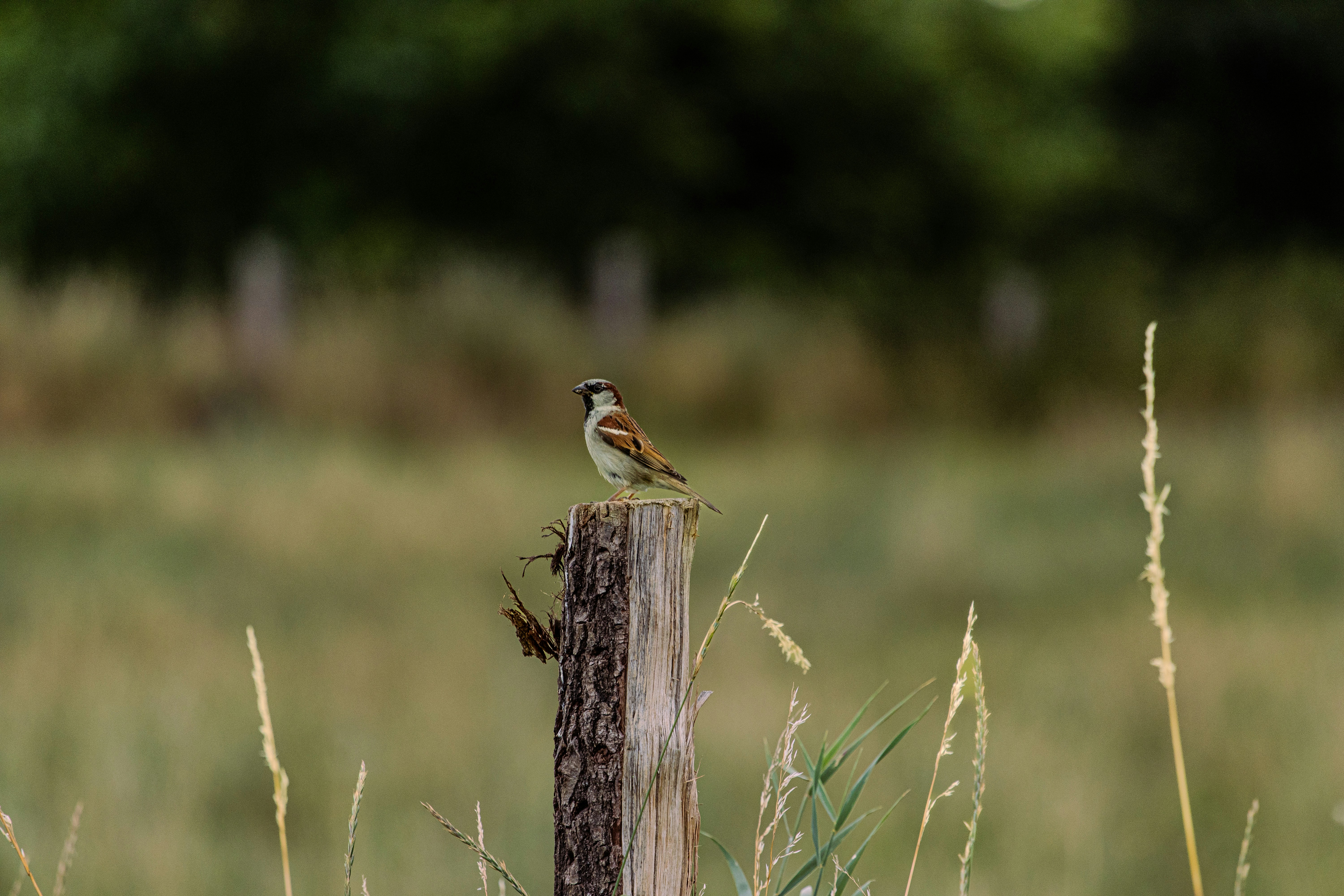 Sparrow perched on a wooden post in a lush, green meadow.
