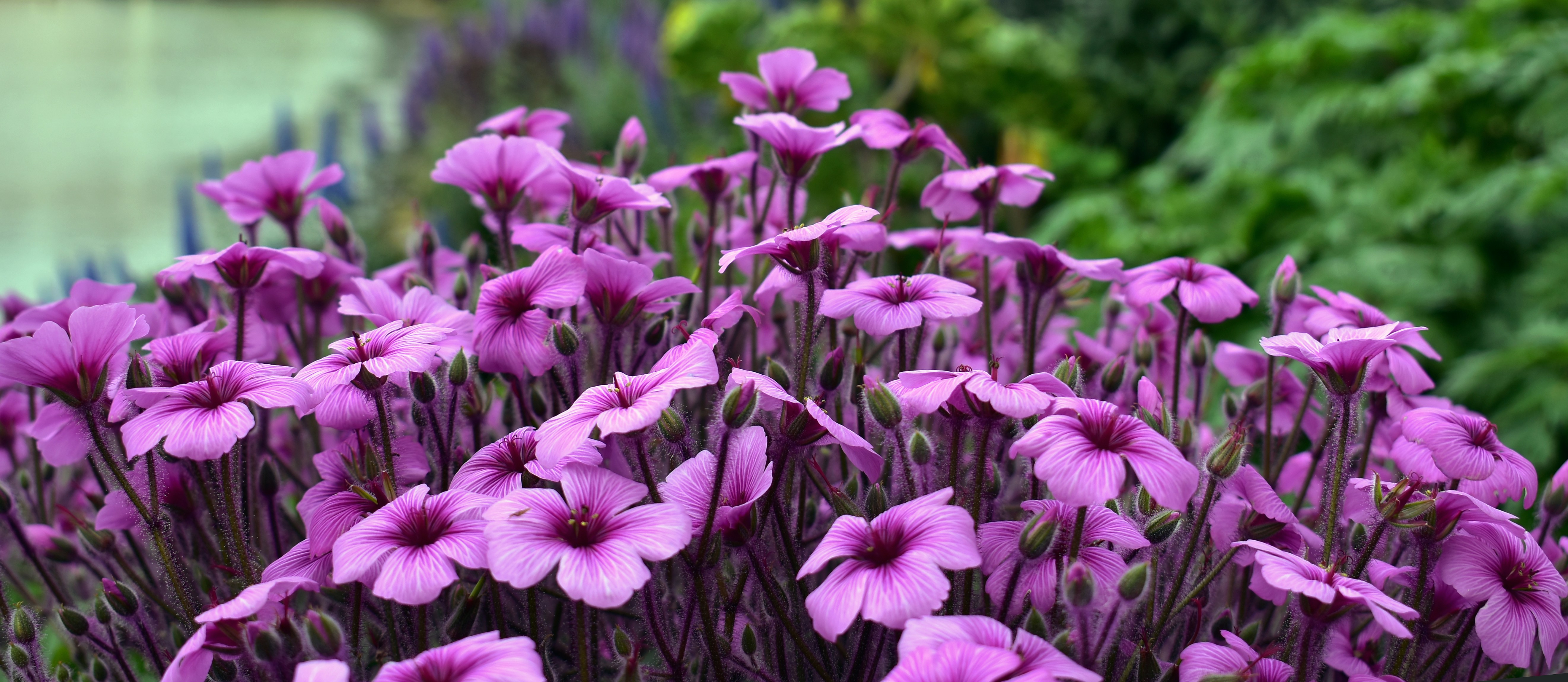 Petunia Cascade: Velvet Purple Blooms in a Quiet Garden Border
