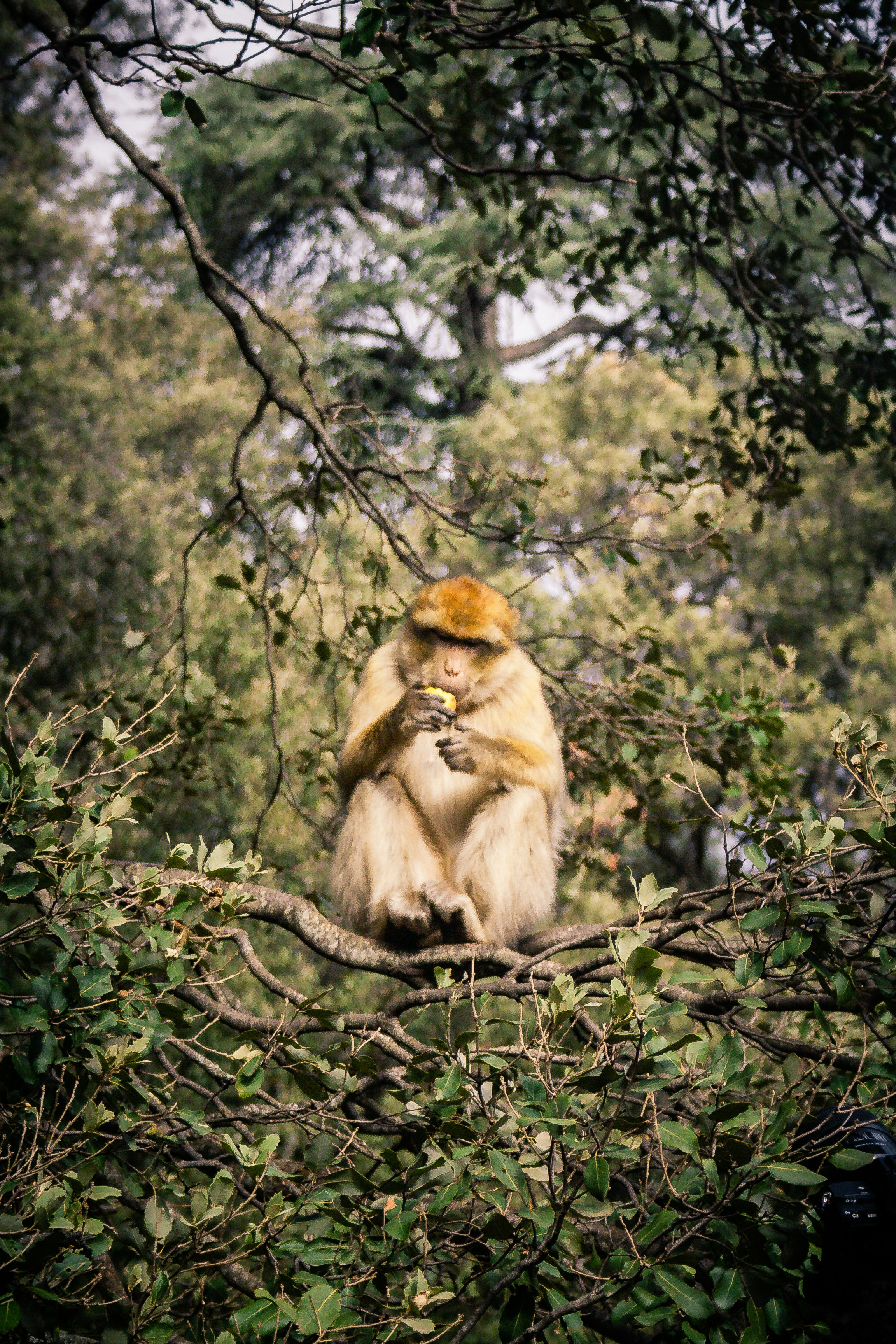 Golden Langur on a Quiet Branch: Snack Break in Sunlit Foliage