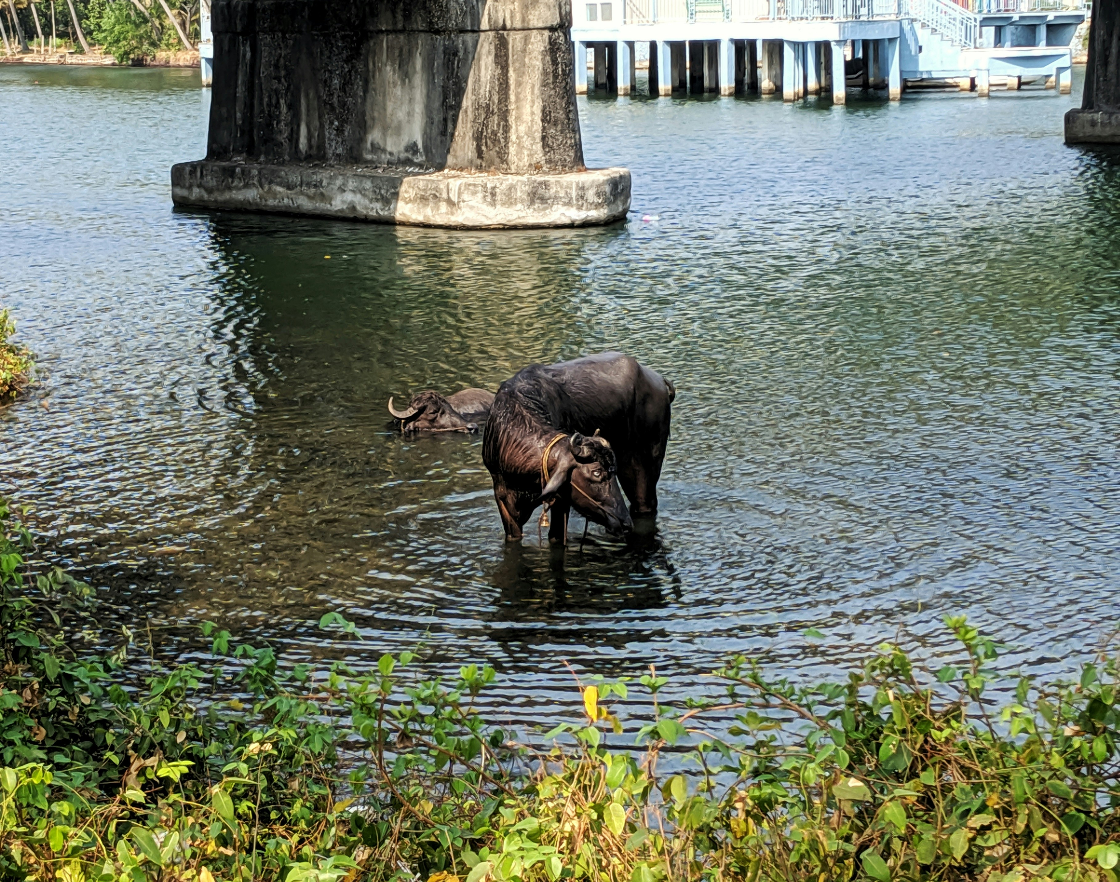 Bridge Pillar Watch: A Mother Water Buffalo and Calf in Quiet River