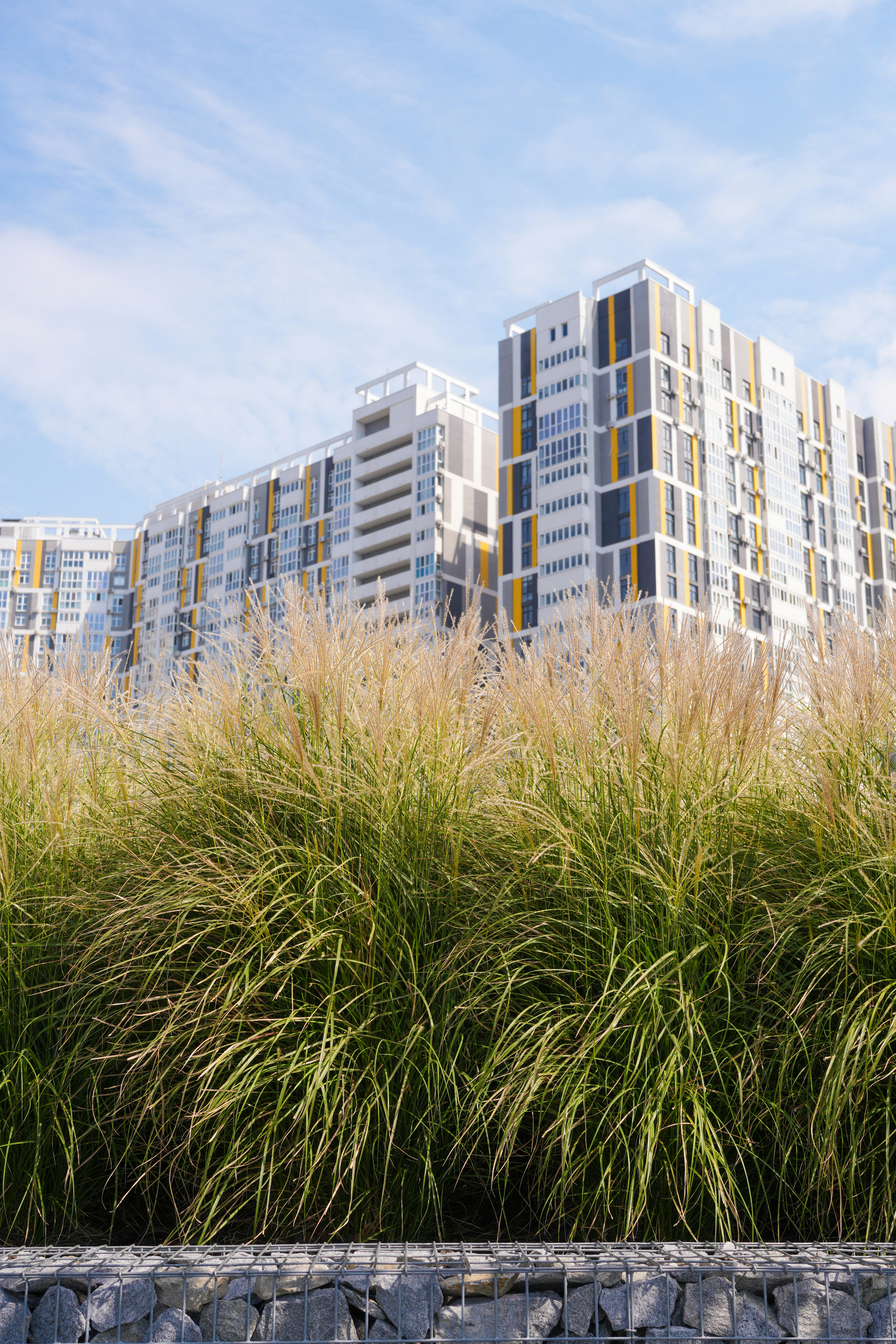 Striated Skyline Rising Behind a Field of Golden Grasses
