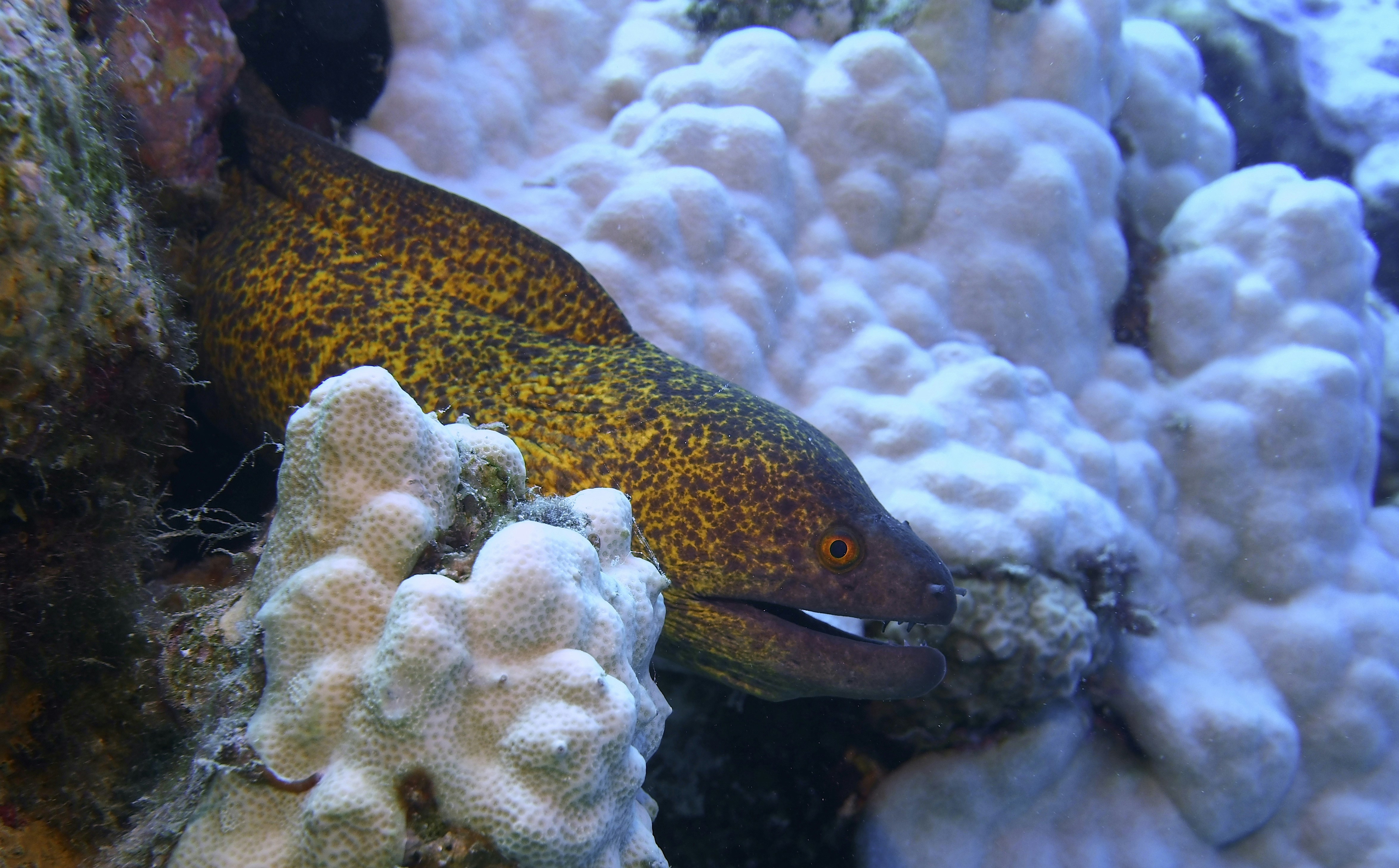 Amber Moray in Coral Wake