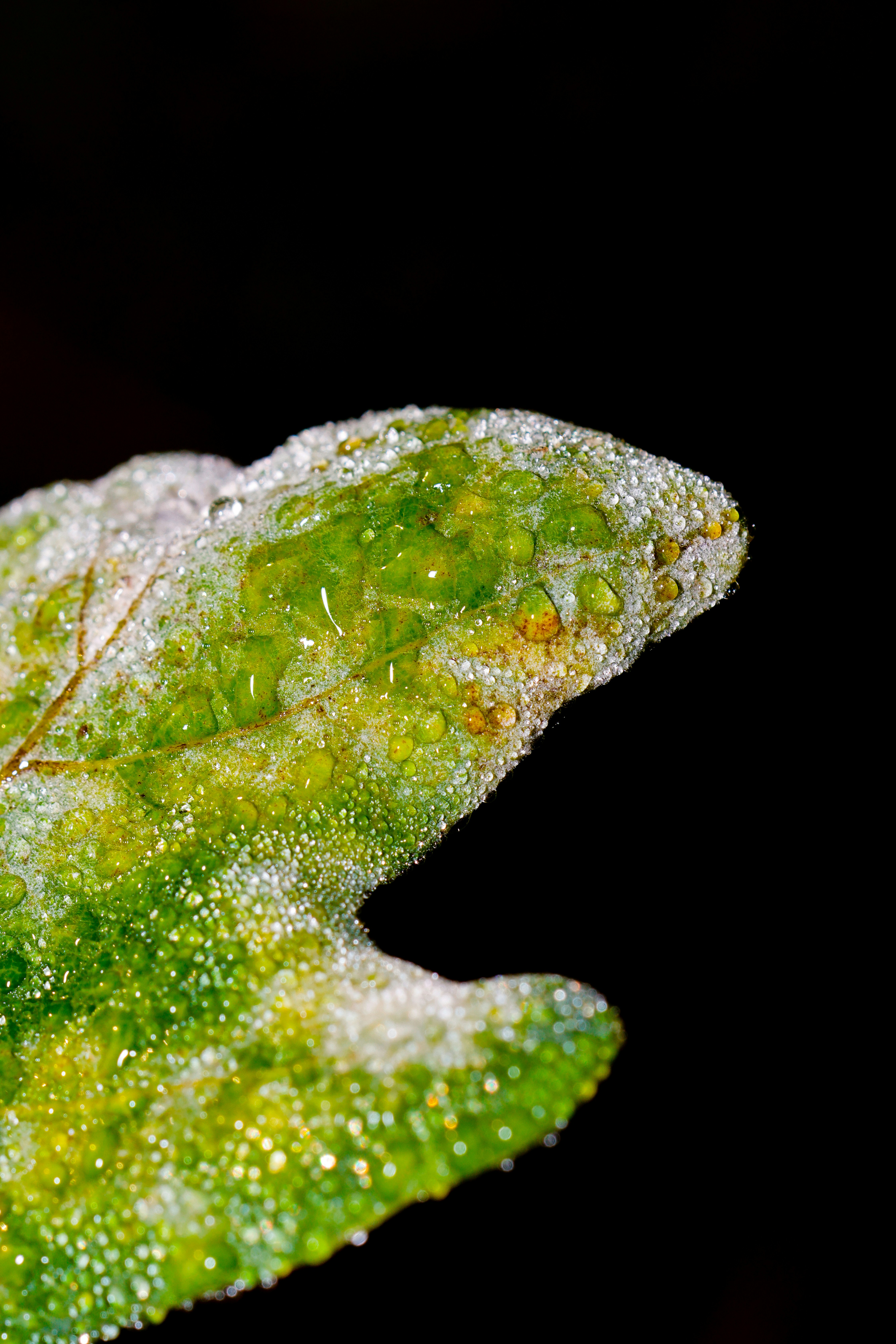 Dew-Crystal Veins: Macro Portrait of a Frosted Leaf