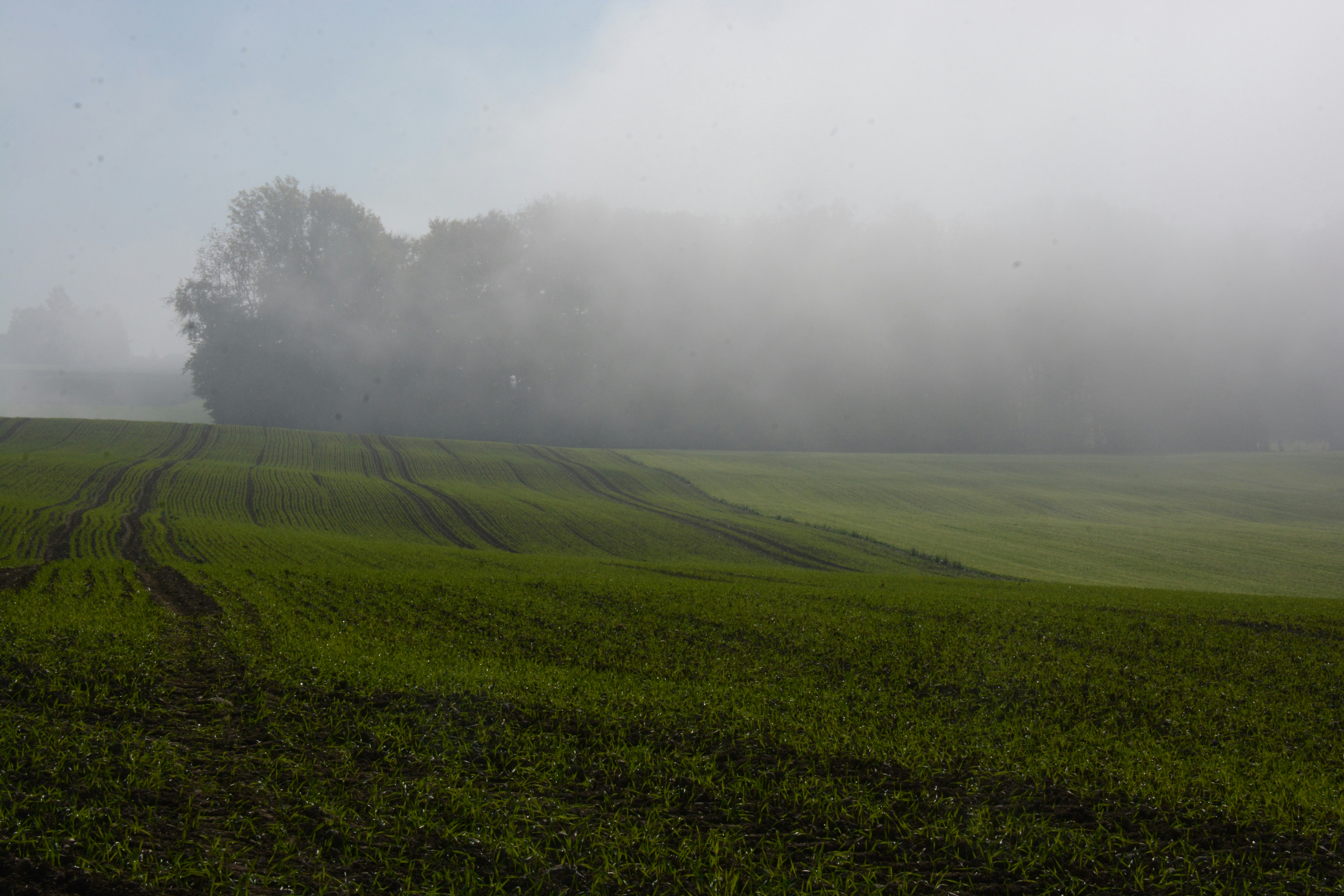 Morning Mist Drapes the Field: Furrows Leading to a Fog-Wrapped Horizon