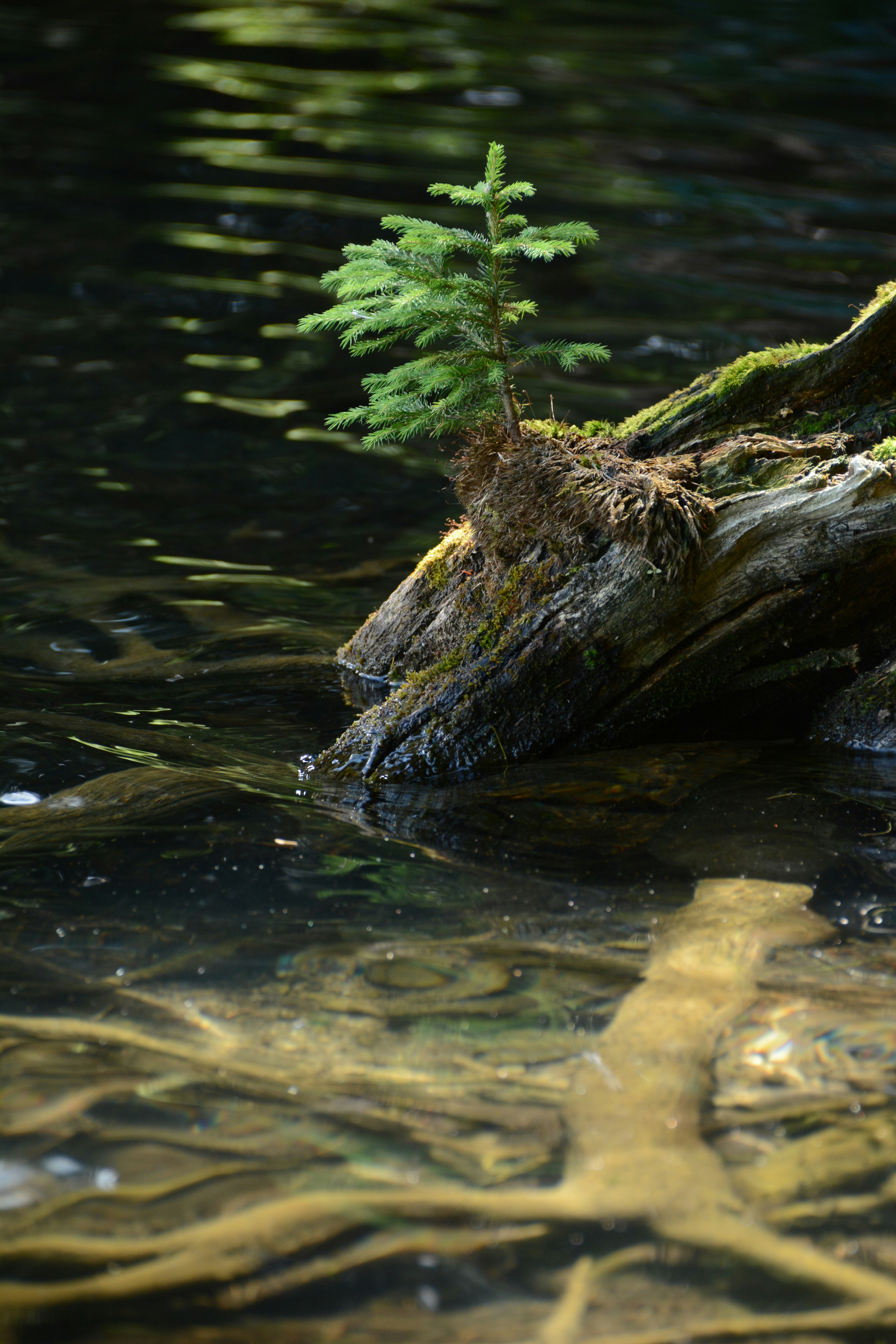 A small tree is growing out of the water photo – Free Nature Image on ...