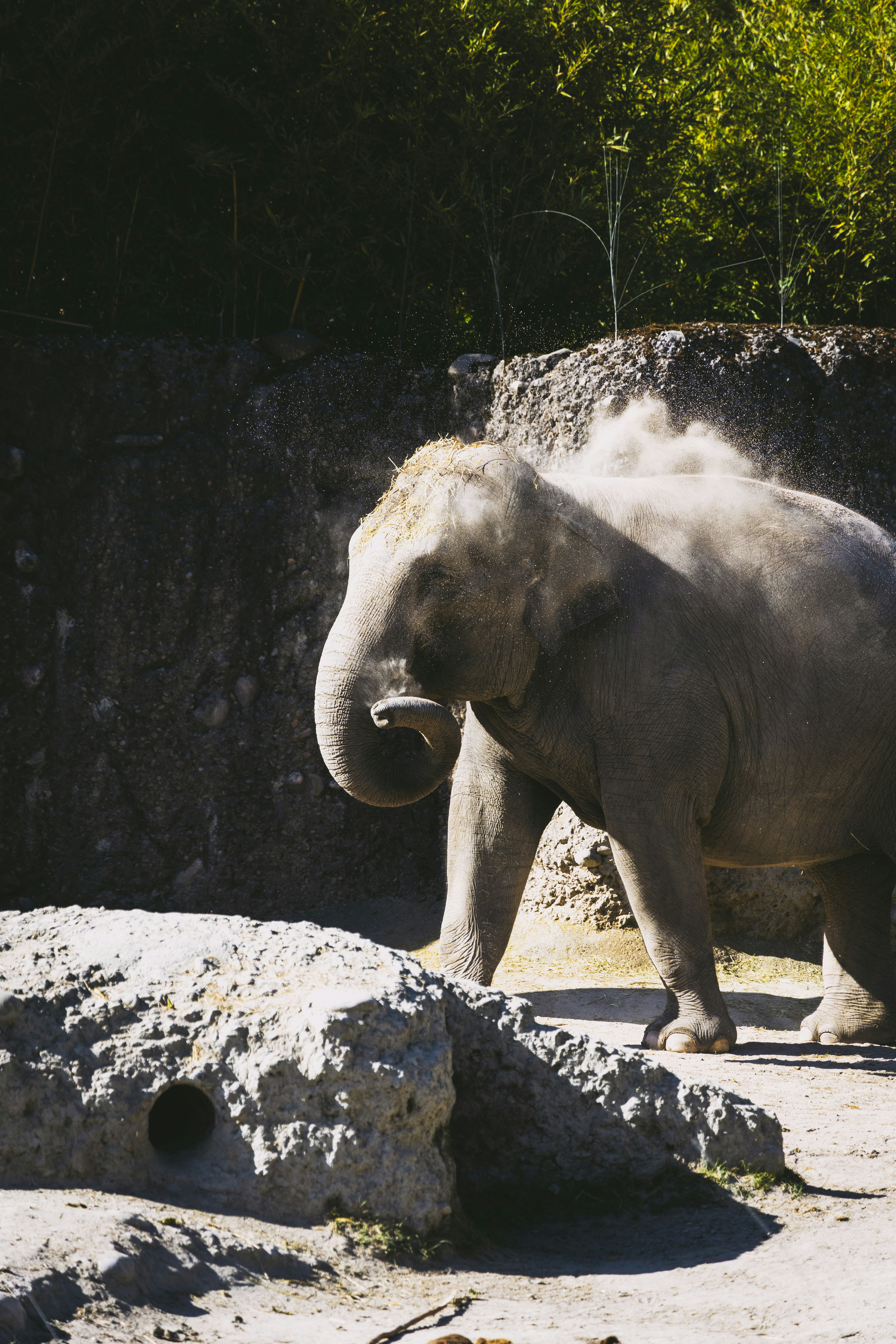 Dust and Stone: A sunlit elephant pauses in a rugged enclosure