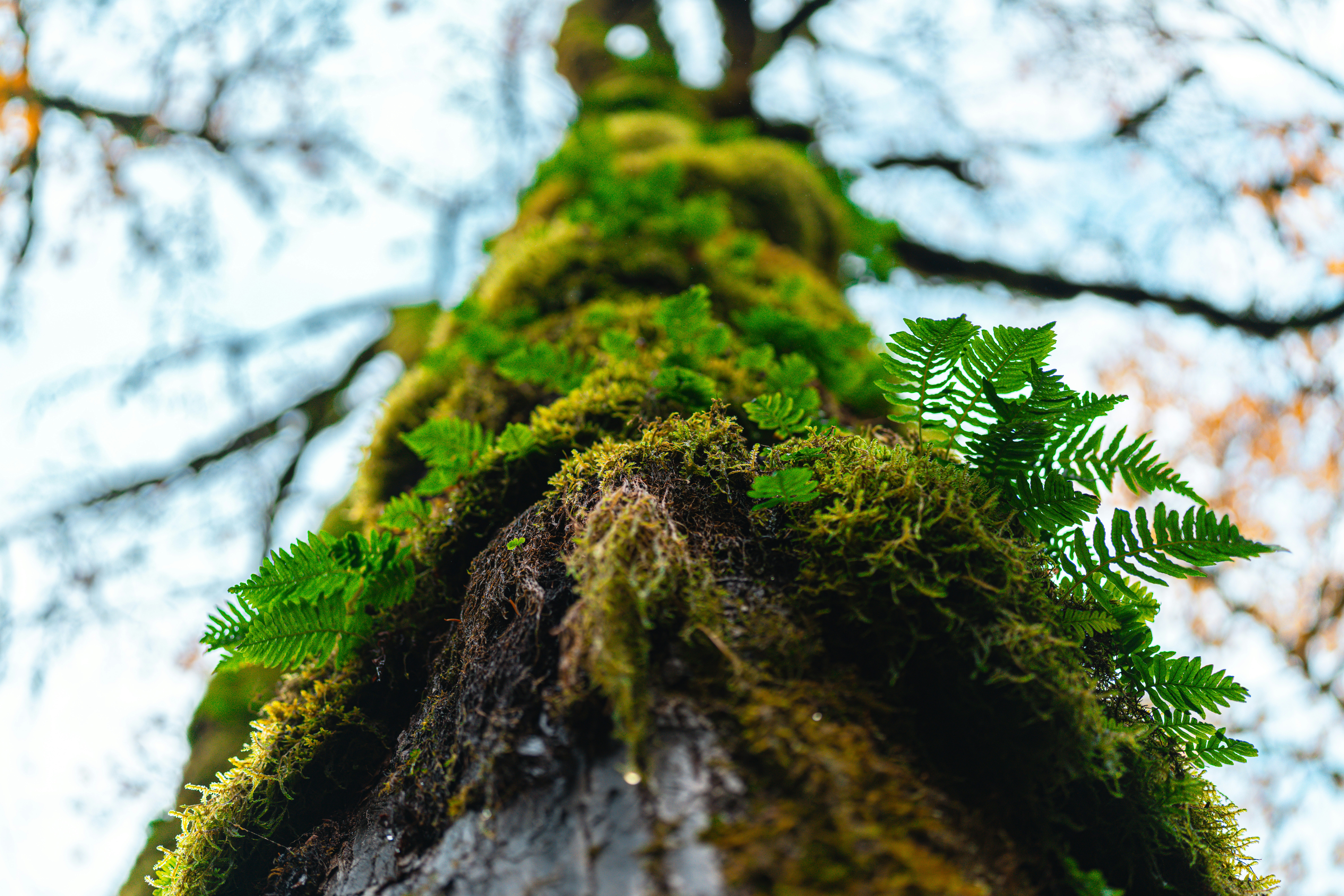A moss covered tree trunk in a forest photo – Free Forest Image on Unsplash