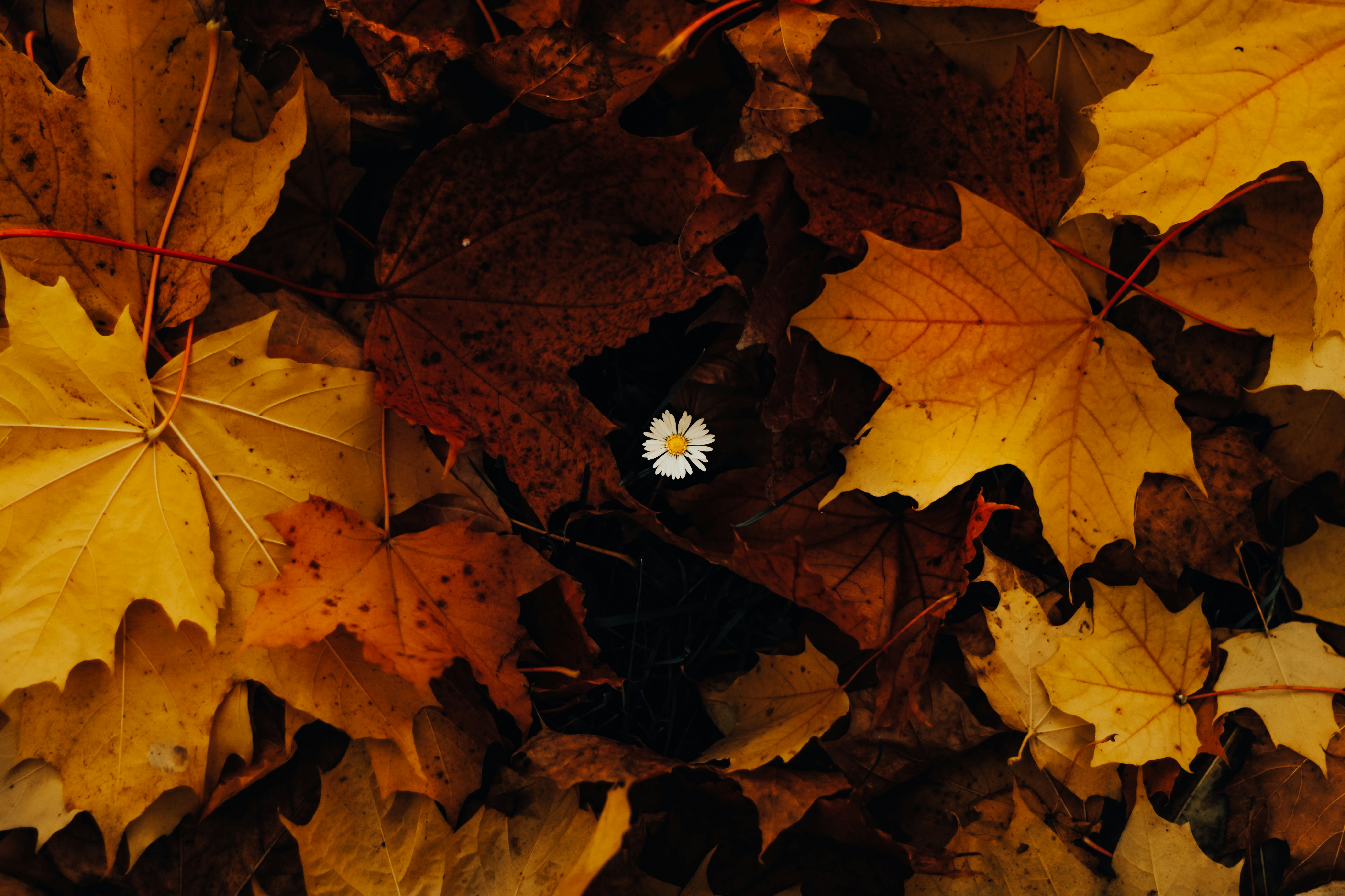 A bunch of leaves that are laying on the ground photo – Free Flowers ...