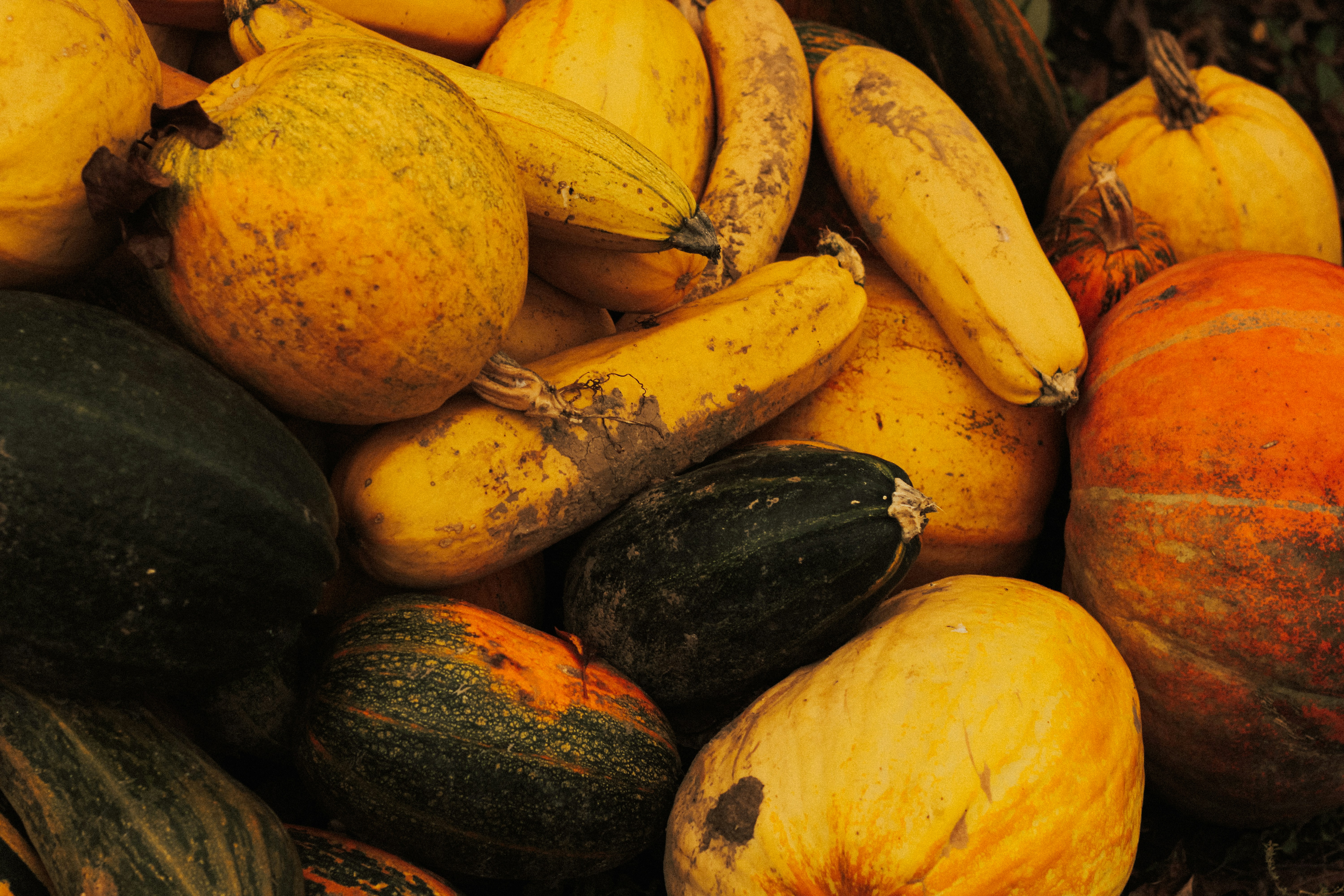 A pile of different types of pumpkins and squash photo – Free Pumpkin ...