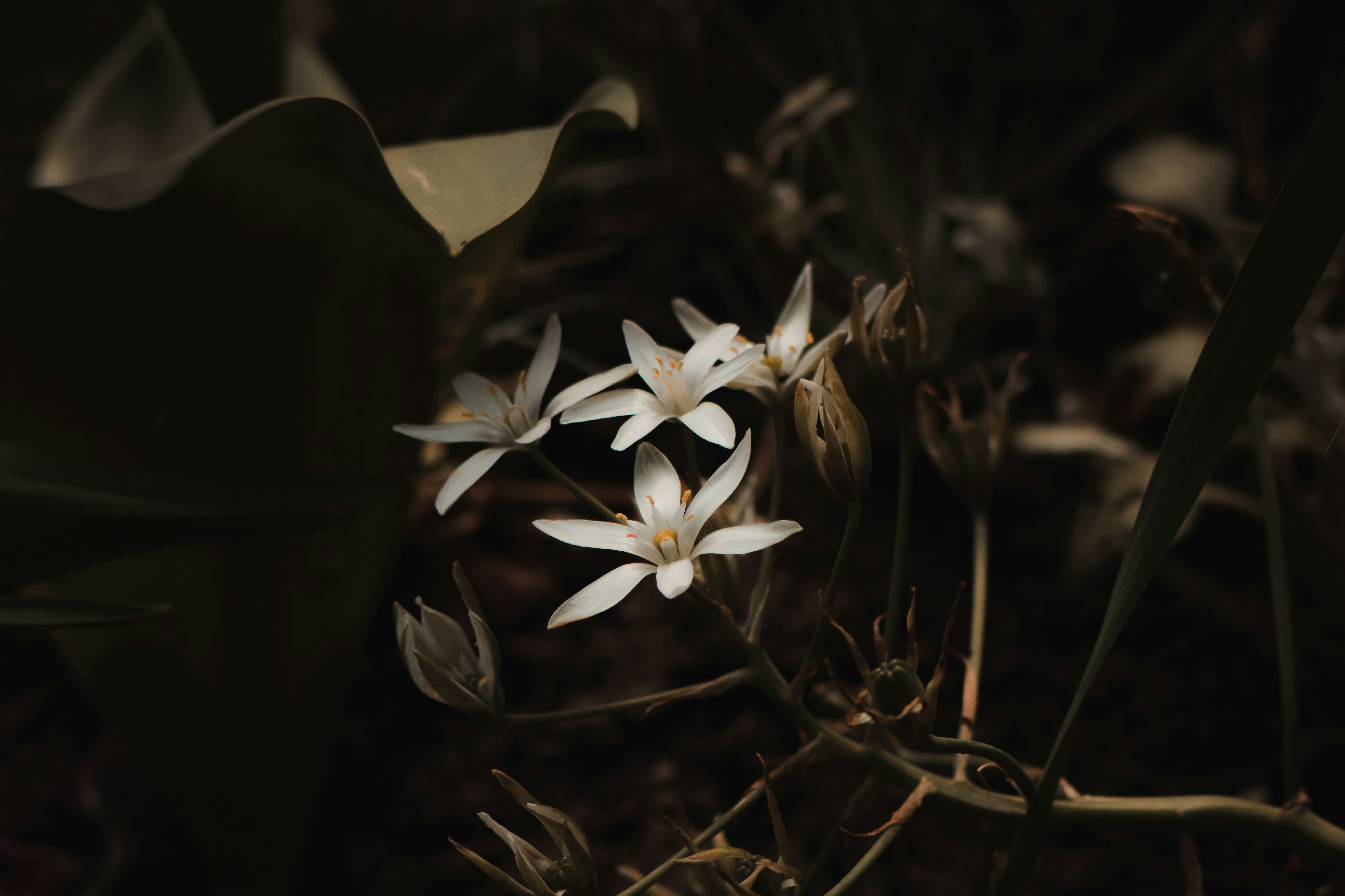 Moonlit Starflowers: White Blossoms Veiled by Shadow
