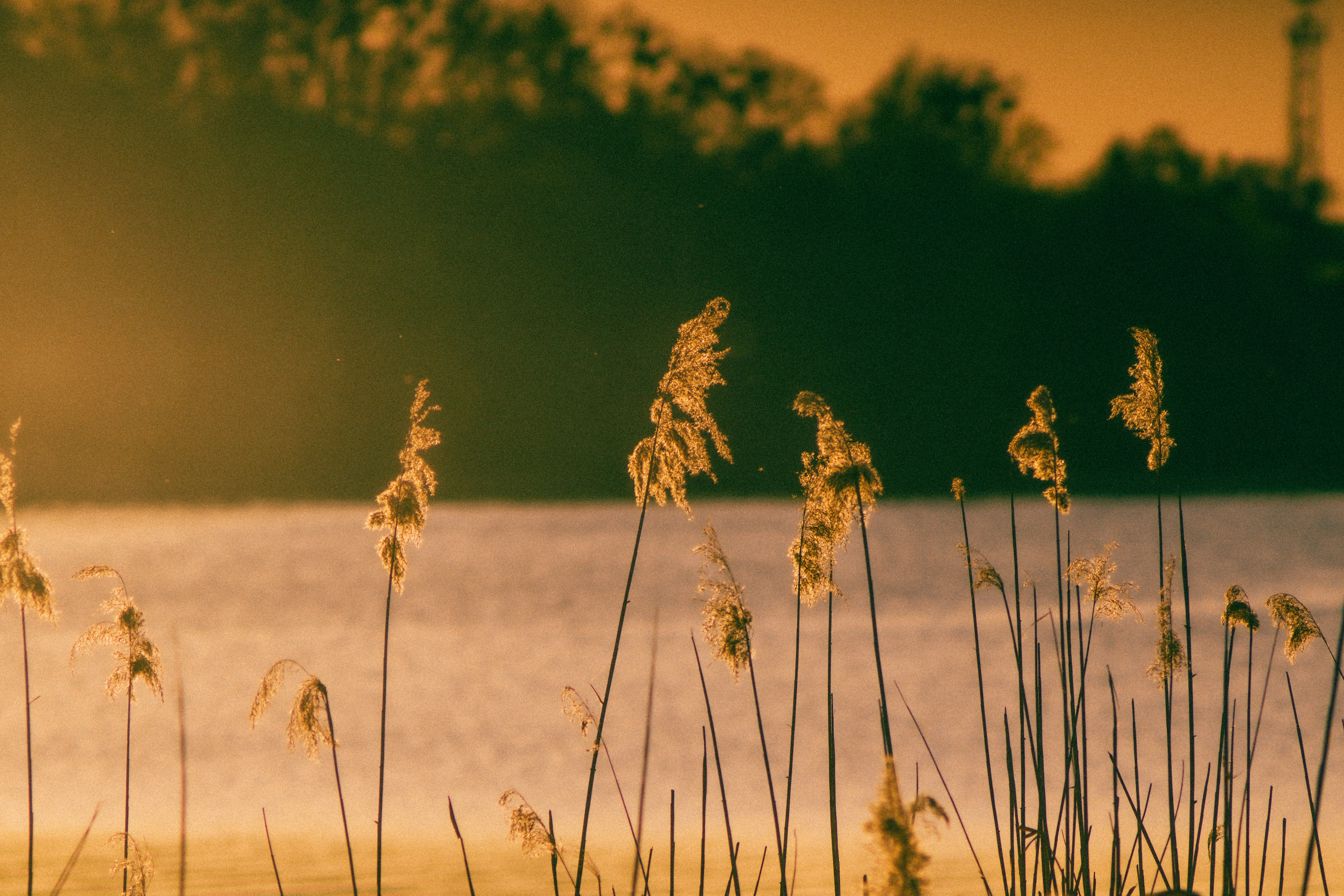 Netural Pictures | Download Free Images on Unsplash