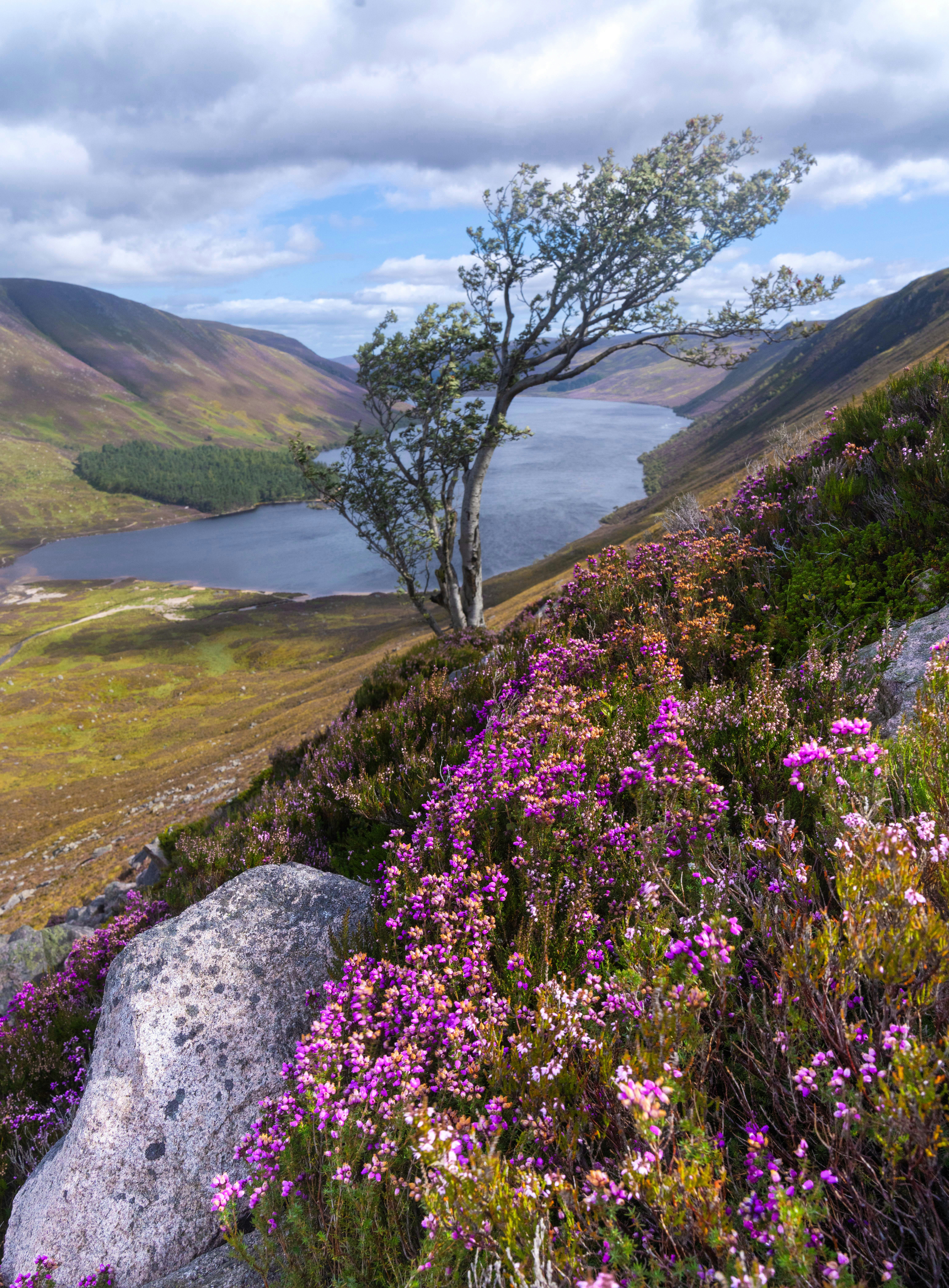 Lonely Tree Amid Purple Heather Overlooking a Glacial Valley