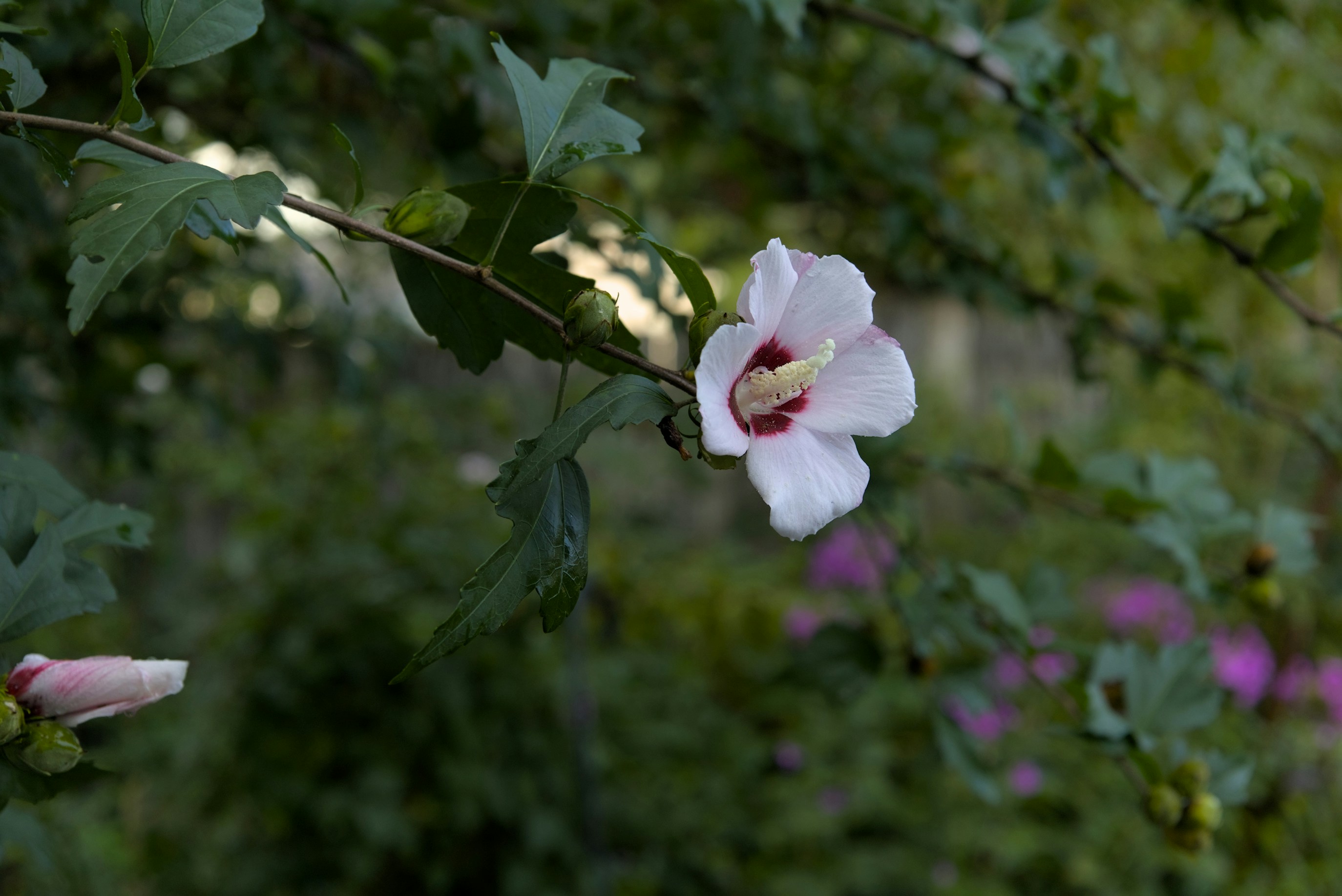 Hibiscus in Soft Garden Light: A Delicate Bloom on a Green Veil