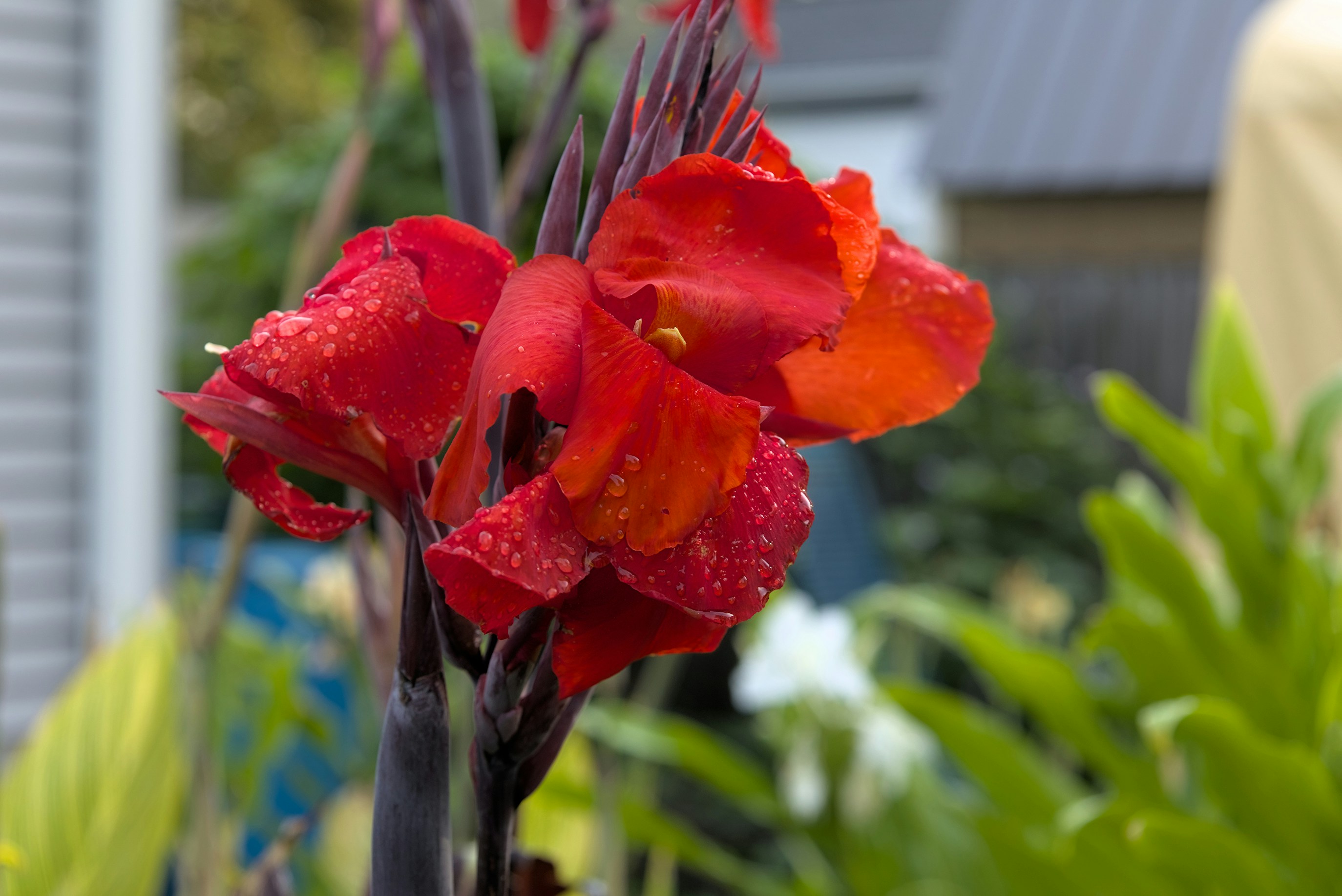 Crimson Gladiolus in Morning Dew: A Quiet Garden Moment