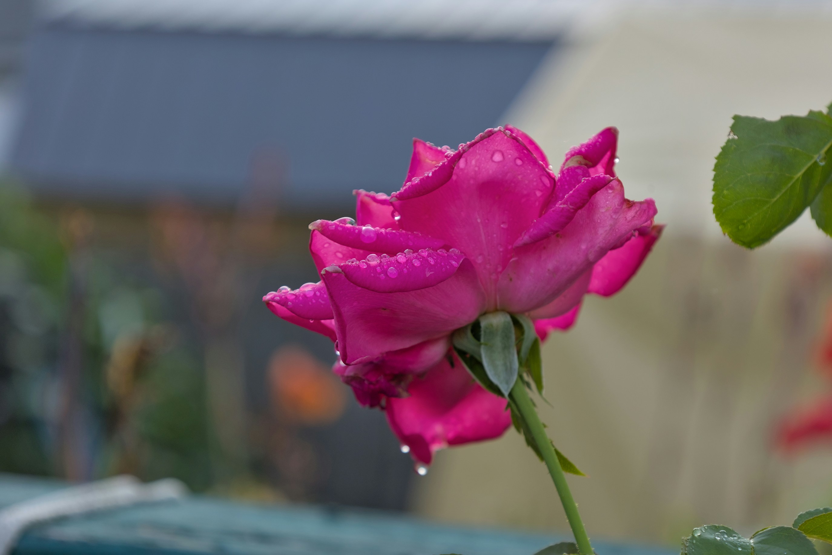 Dew-Kissed Pink Rose: A Quiet Garden Portrait in Soft Focus