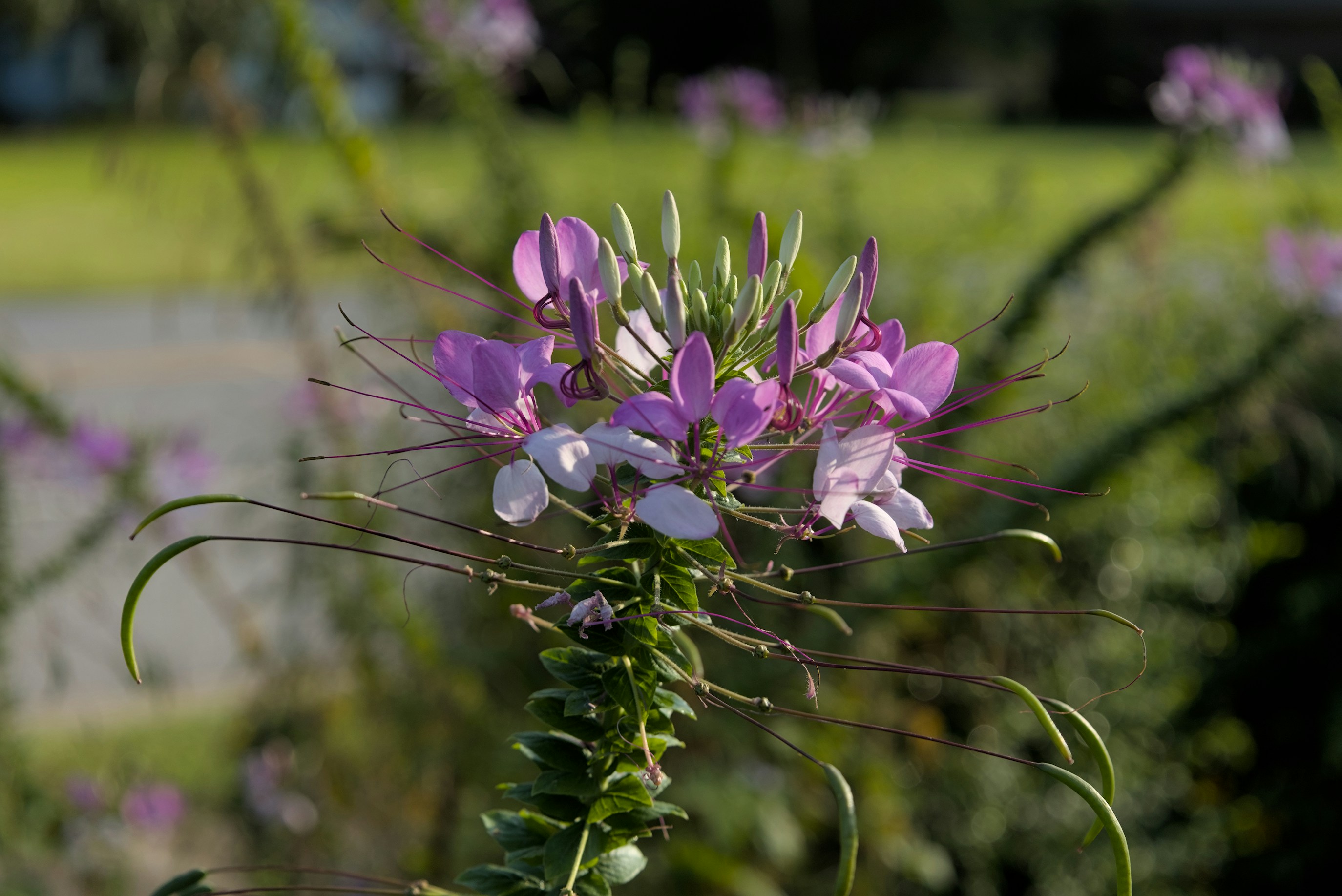 A bunch of flowers that are in the grass photo – Free Va Image on Unsplash