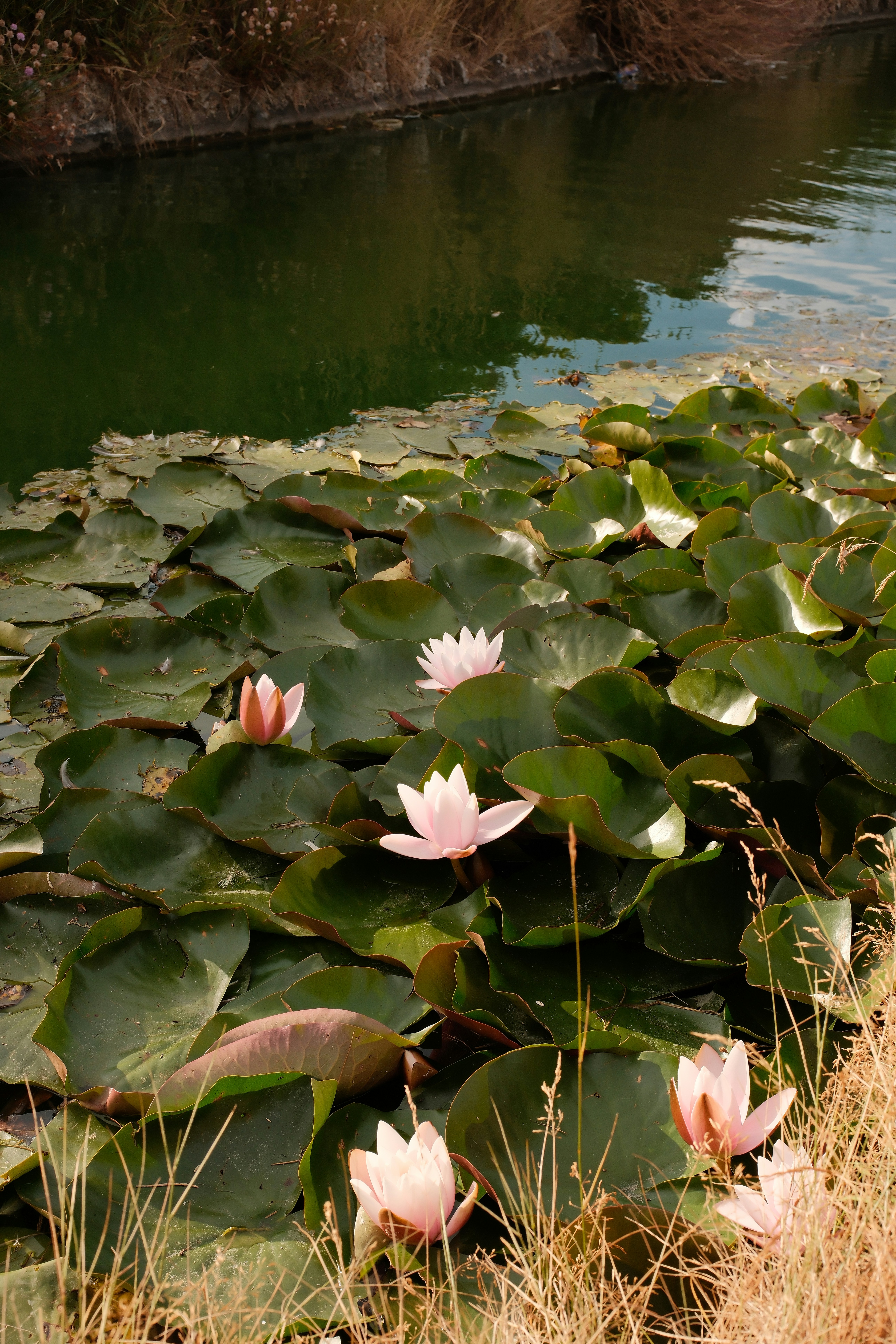 A pond filled with lots of water lilies