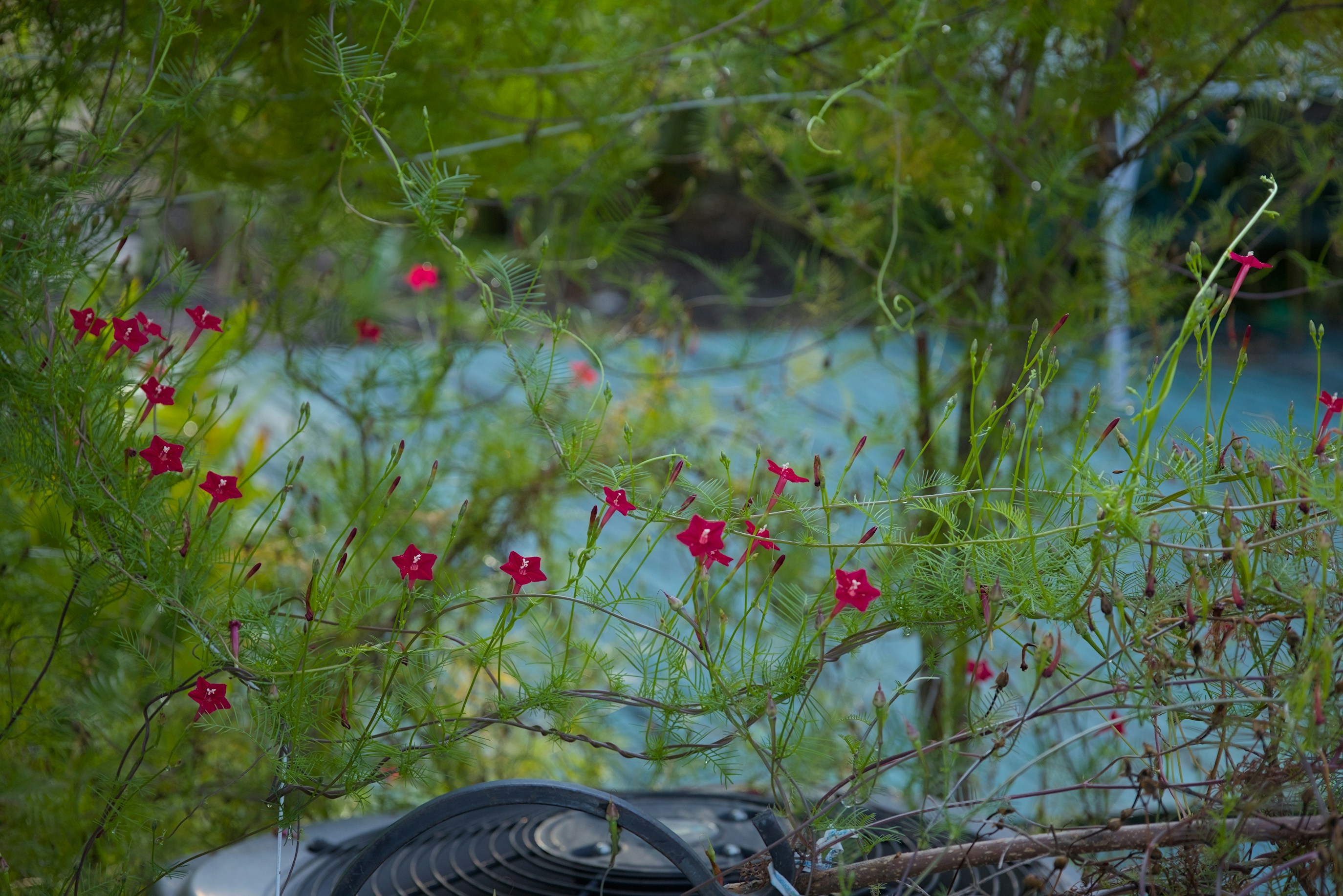 Whispers of Nature's Palette