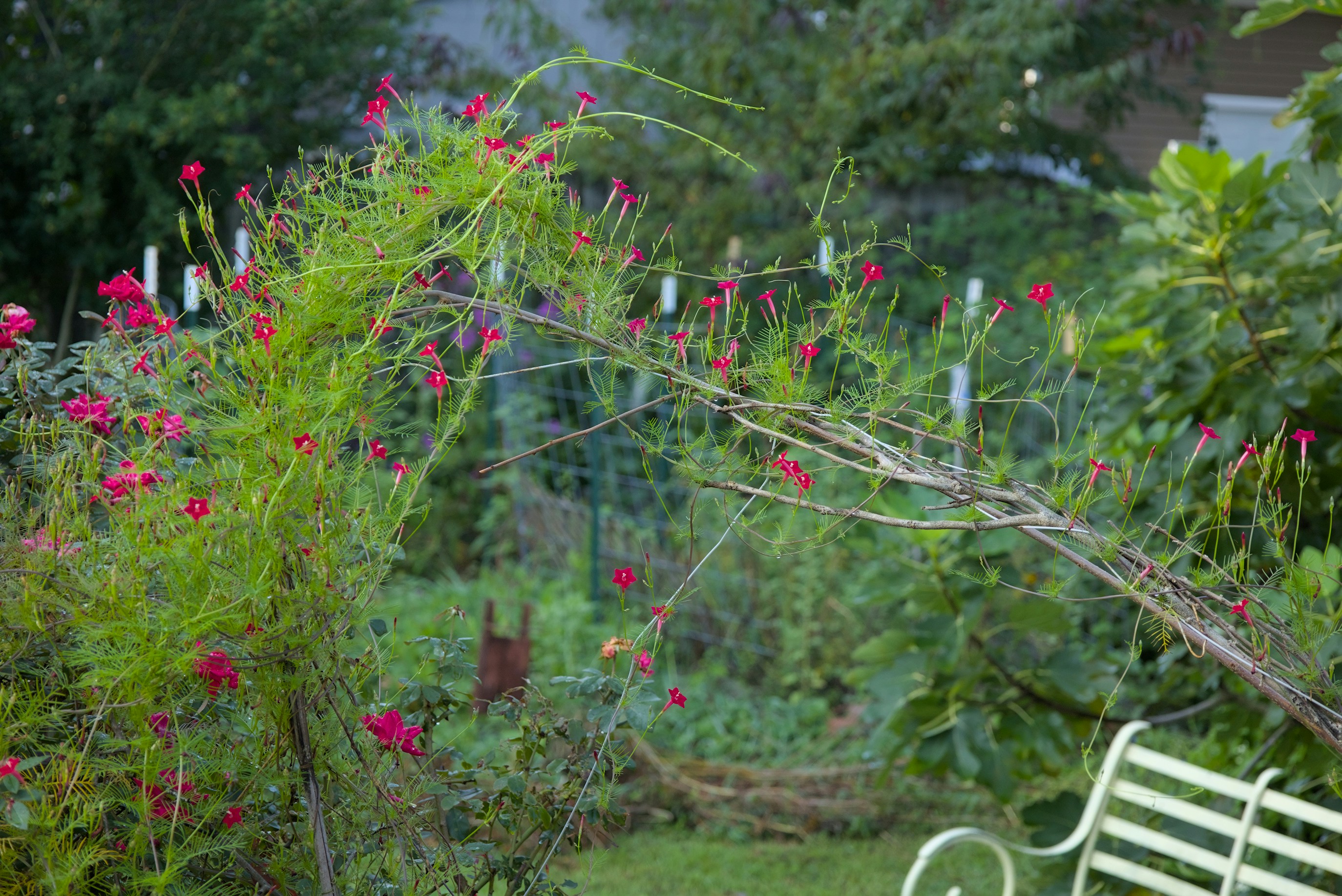 Flowering arch in a garden setting with a white bench silhouette