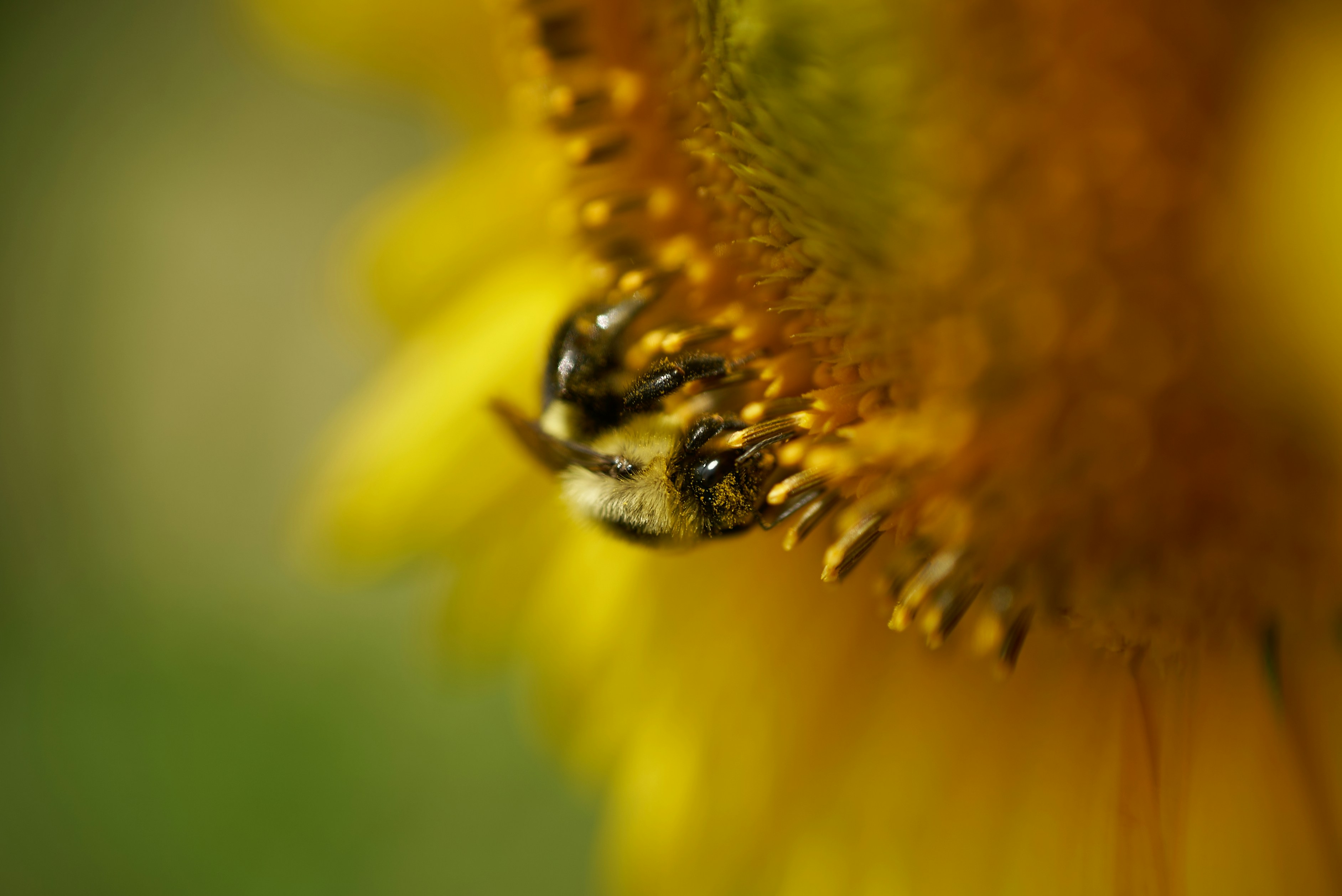Sunflower Nucleus: A Bee in Macro Light