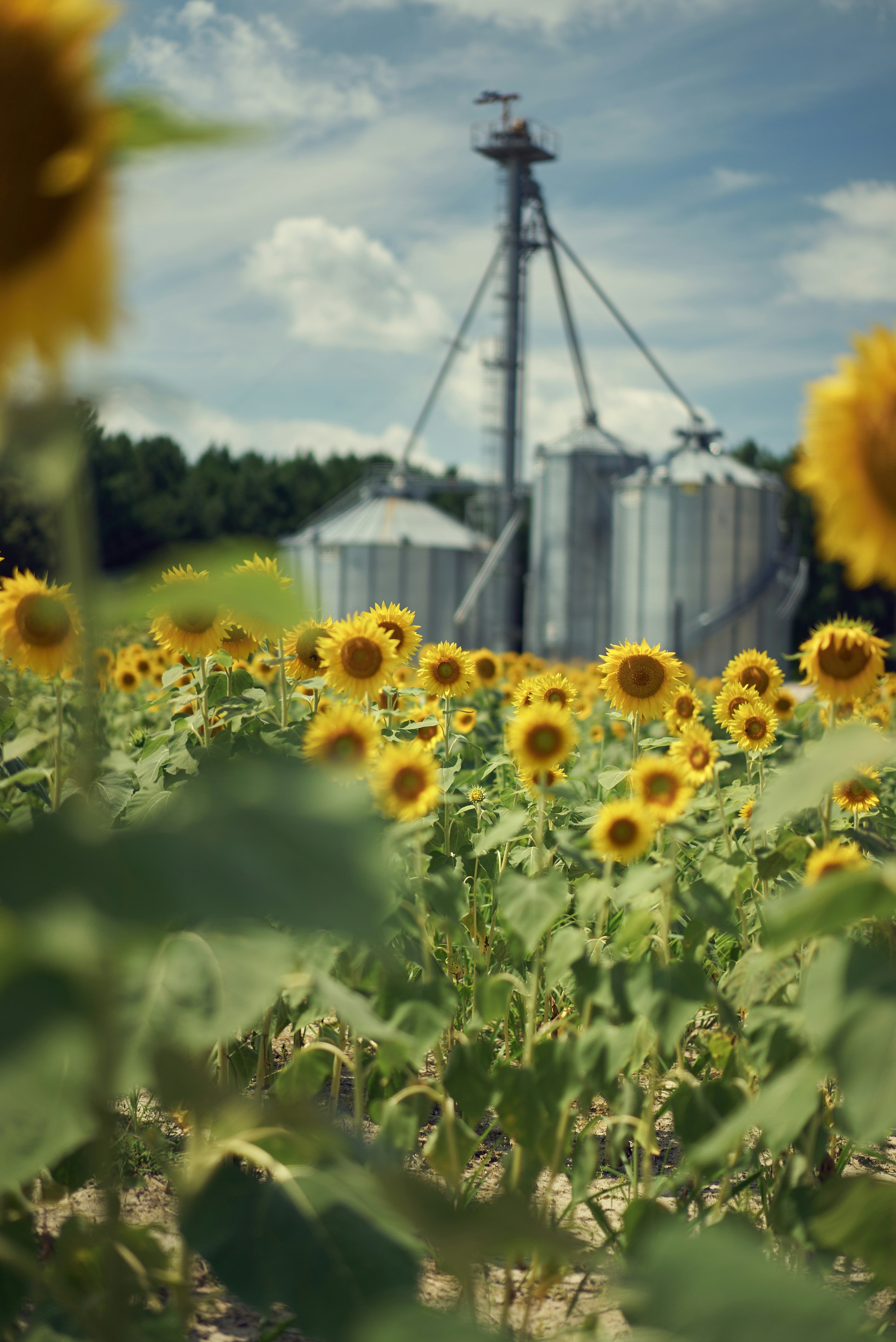 Sunflowers Versus Silos: A Quiet Field Study in Blur