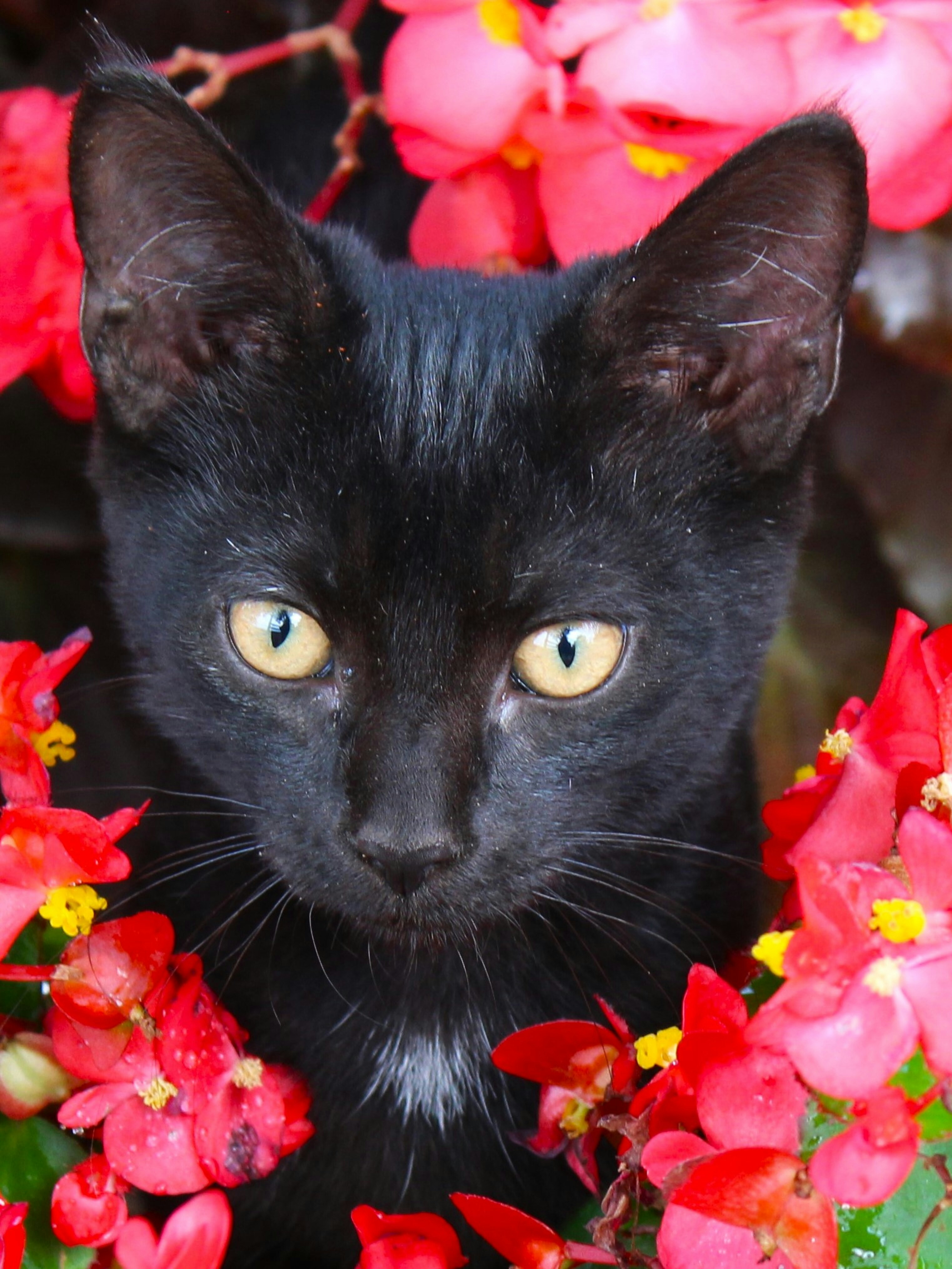 Amber Gaze in a Crimson Bloom Frame