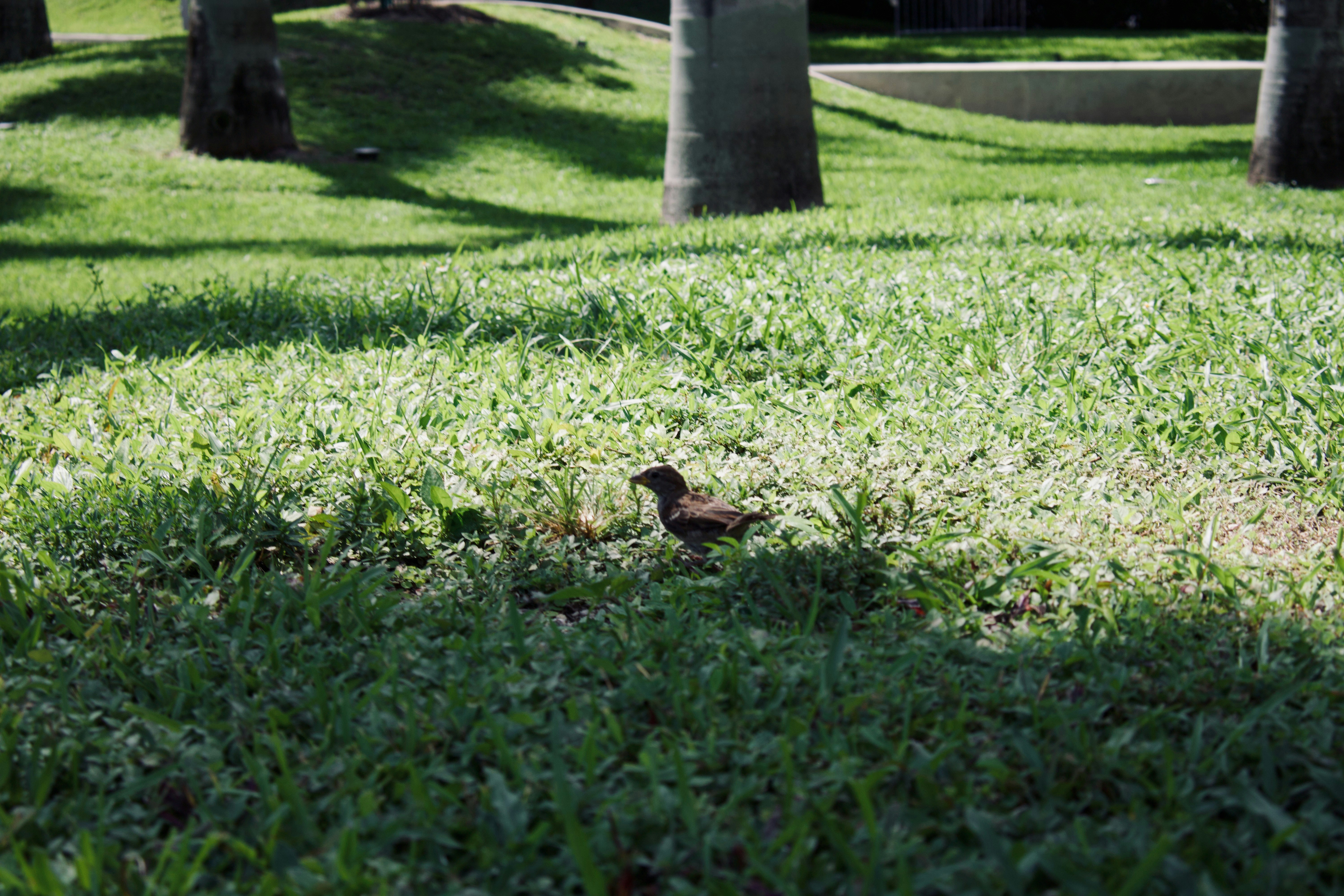 Sun-Dappled Park Sparrow: A Tiny Focal Moment on the Grass