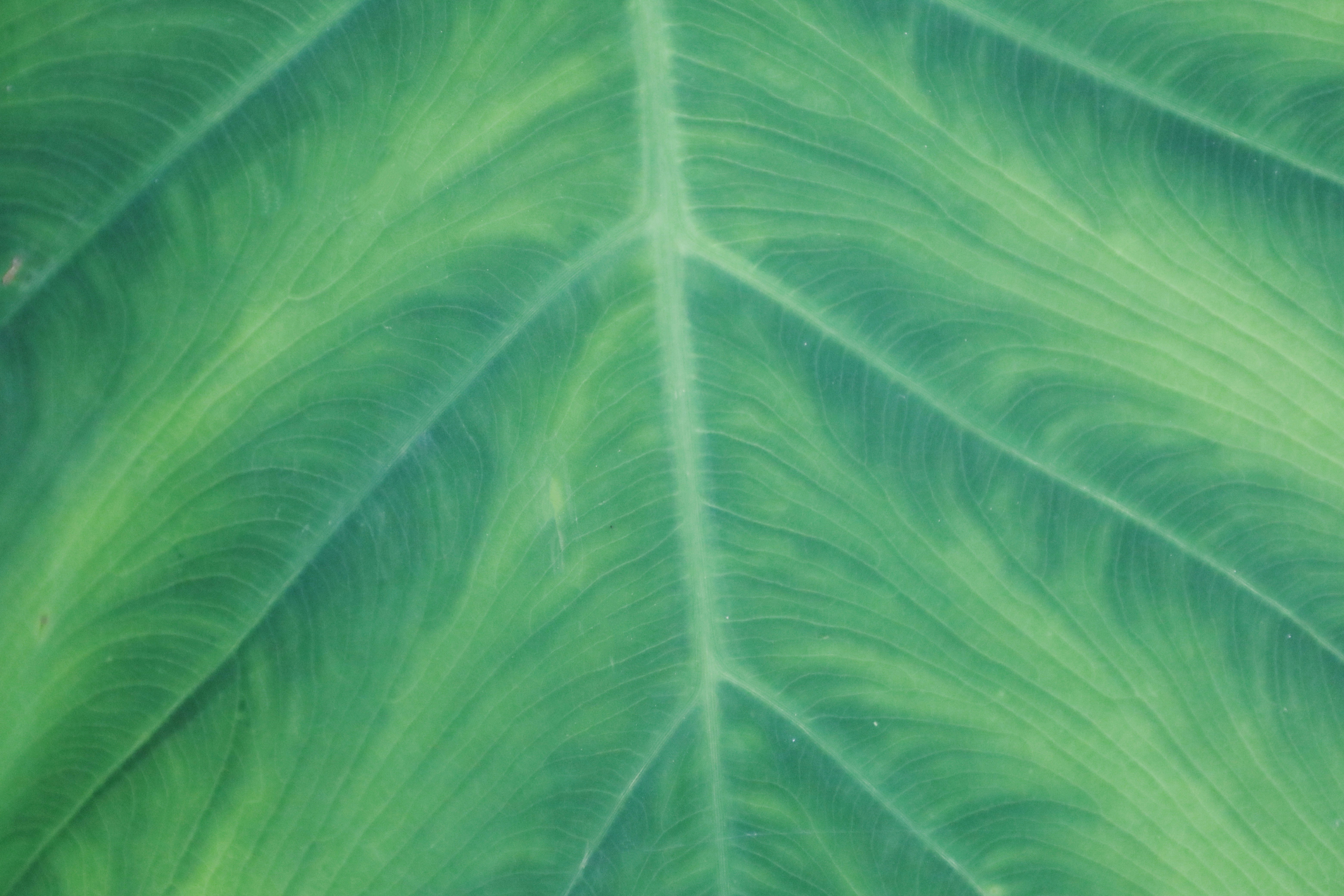 A close up of a large green leaf photo – Free Wallpaper Image on Unsplash