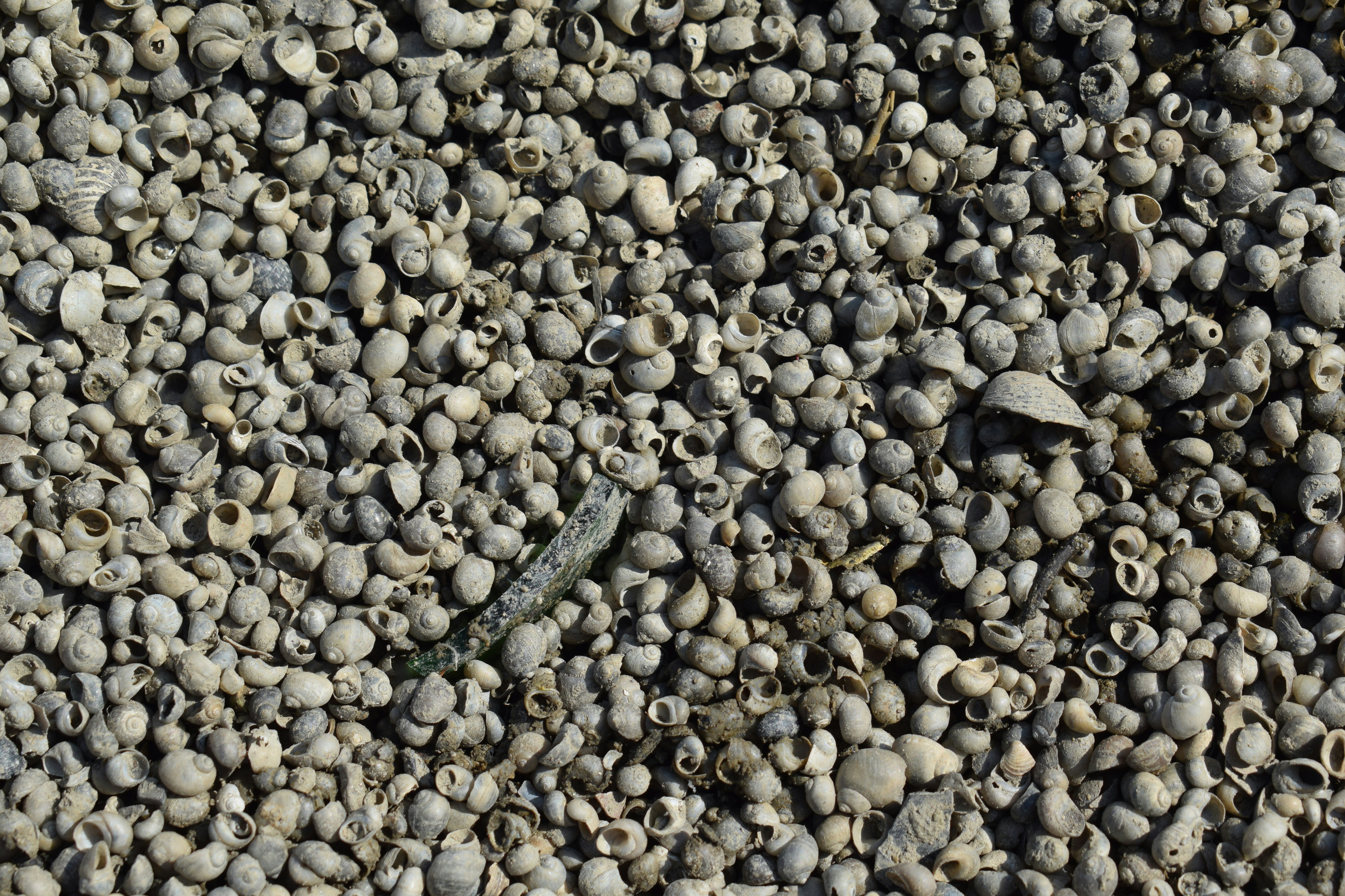 A bunch of rocks and gravel with a bird on top of it photo – Free ...