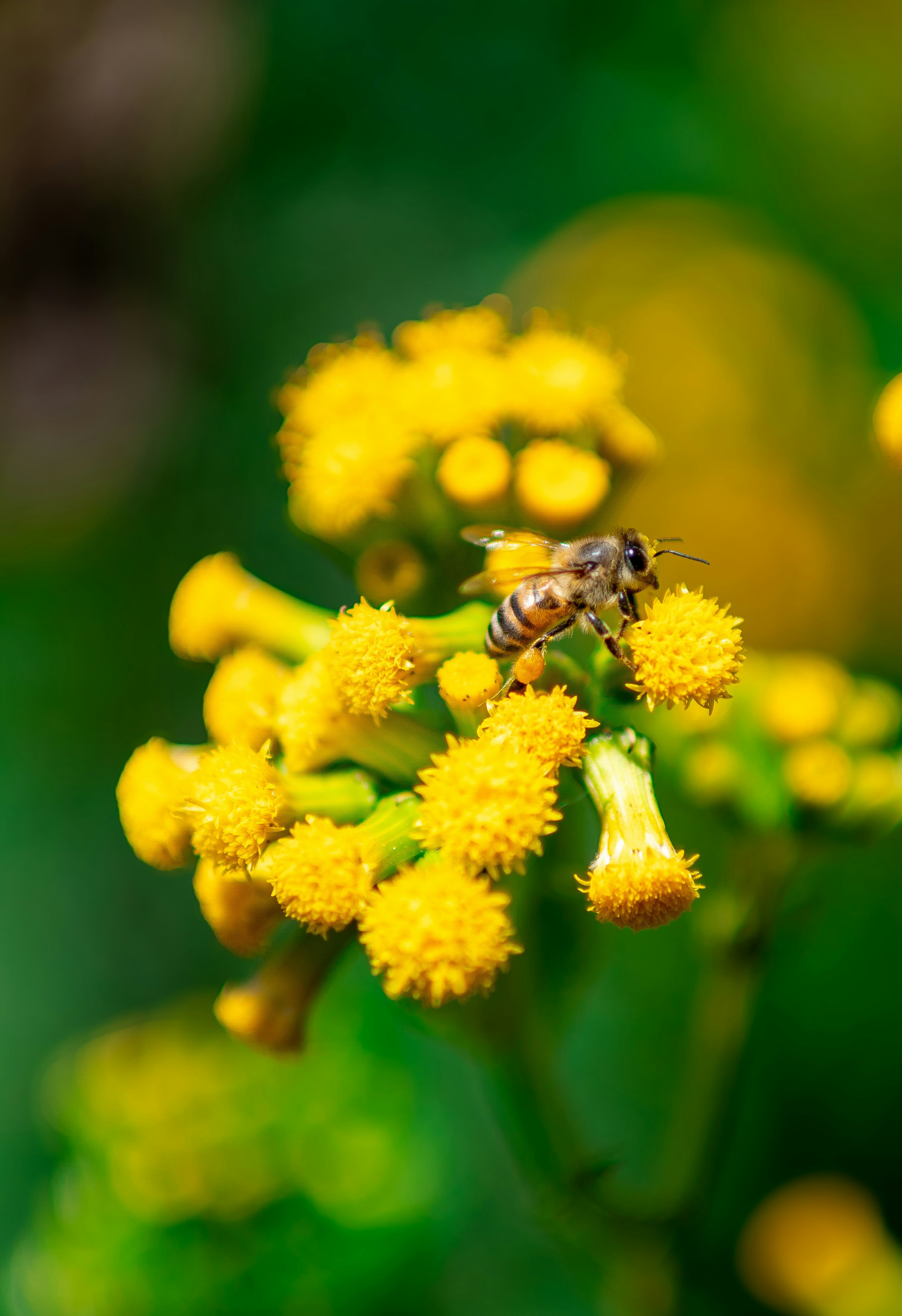 Beeline Through Golden Orbs: A Bee in a Sunlit Tansy Cluster