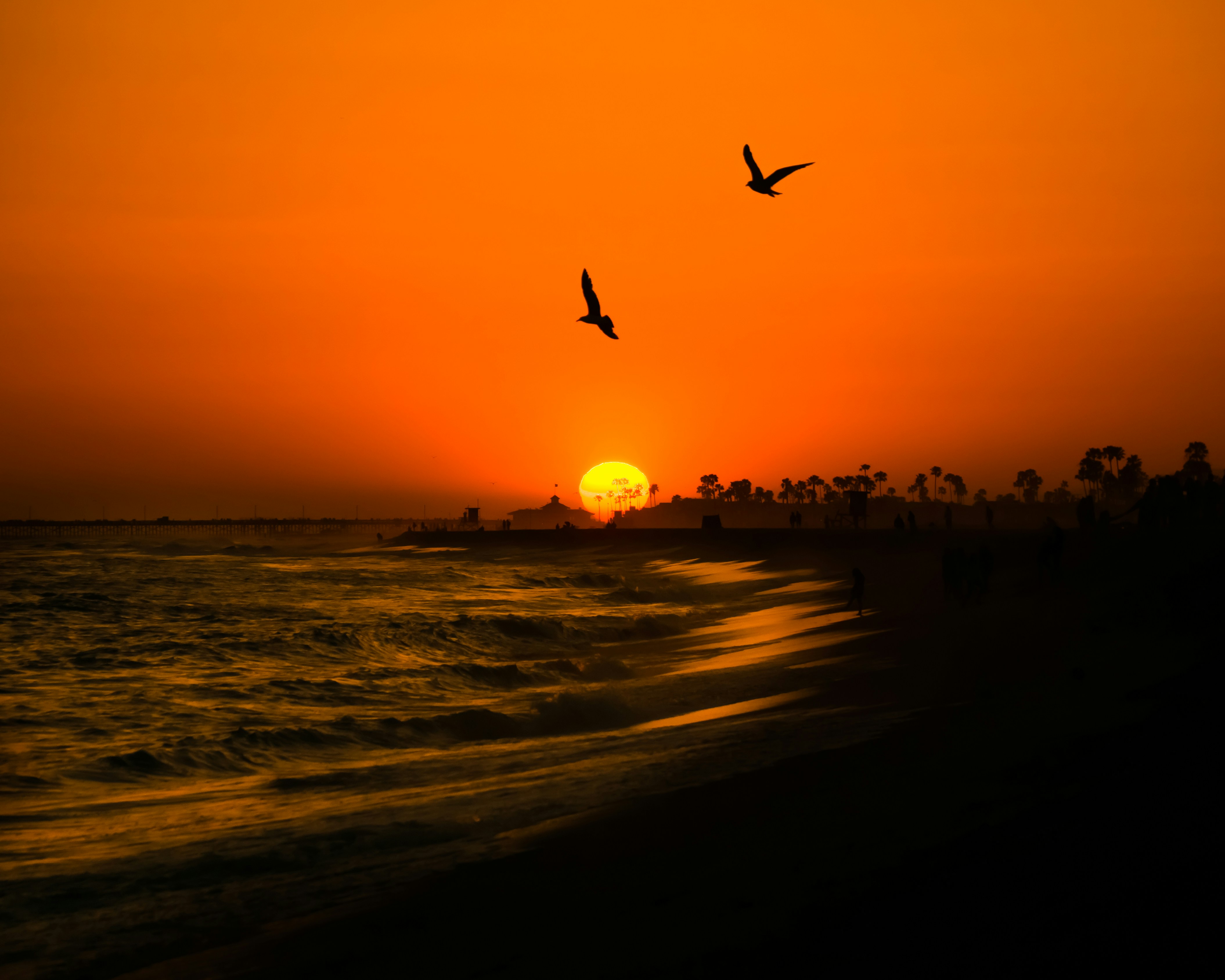 Crimson Horizon: Seabirds Lift Off Over a Palm-Outlined Sunset Beach
