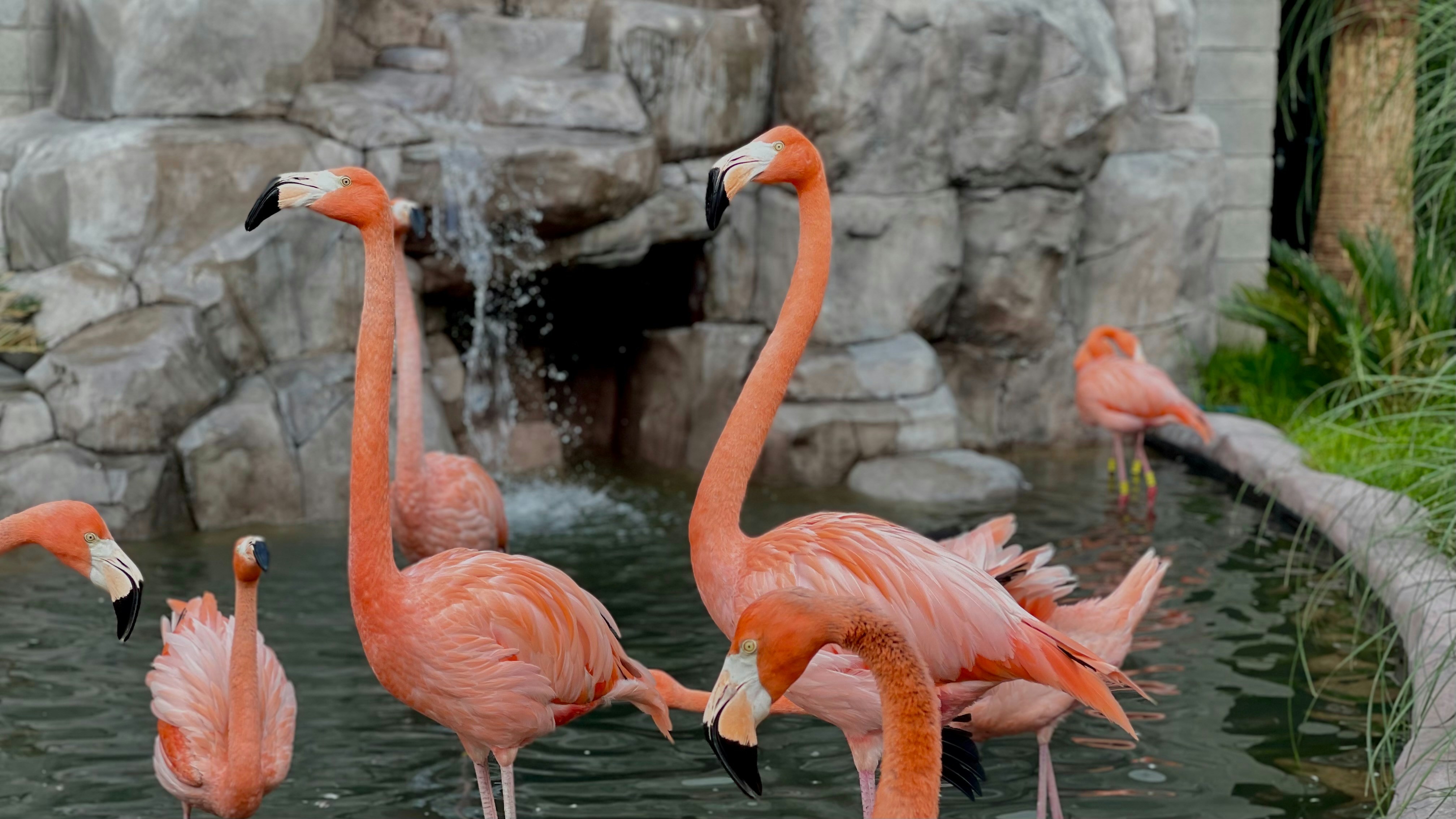 Rosy Flock by the Stone Cascade