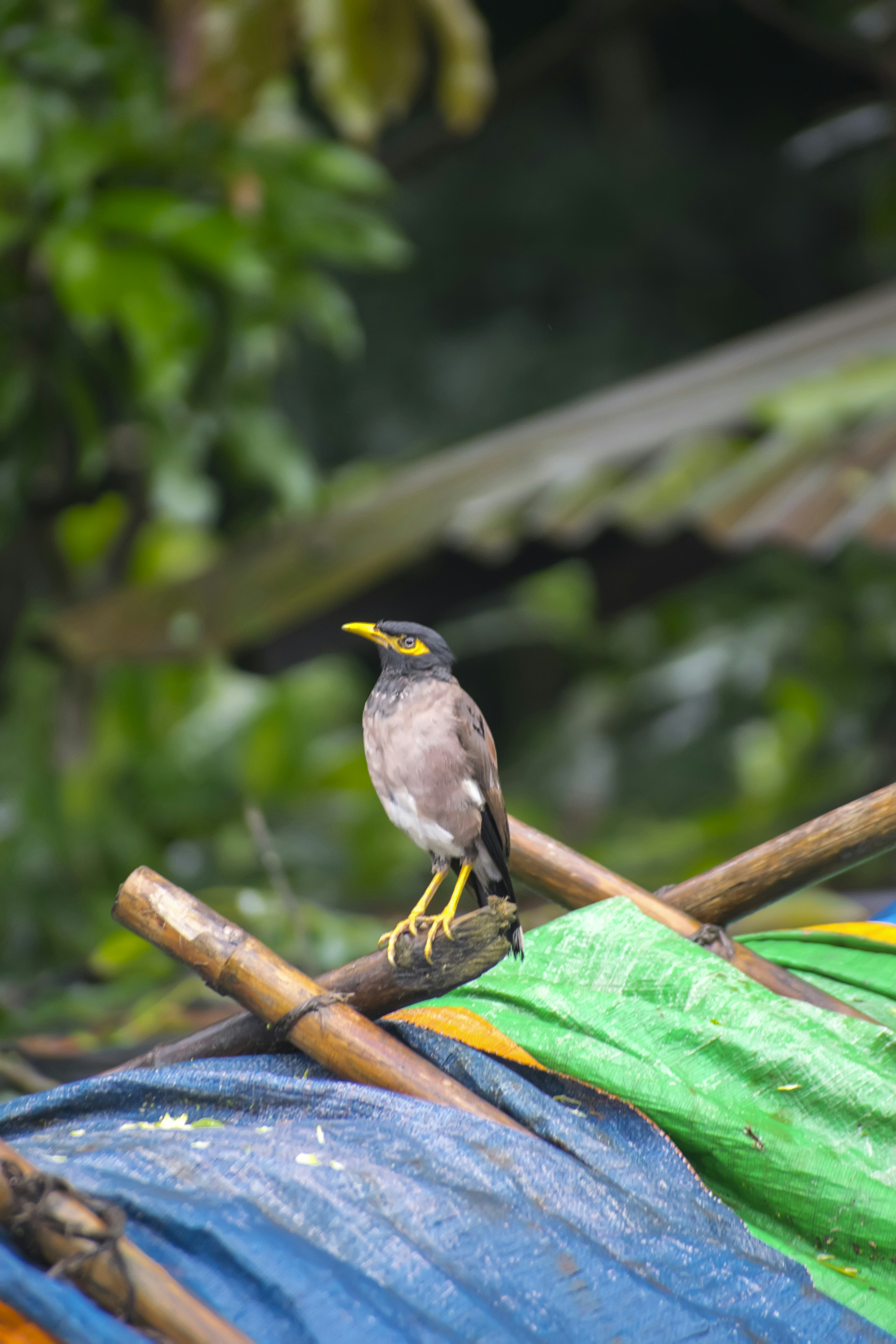Perched Common Myna on Weathered Bamboo Amid Tropical Greenery