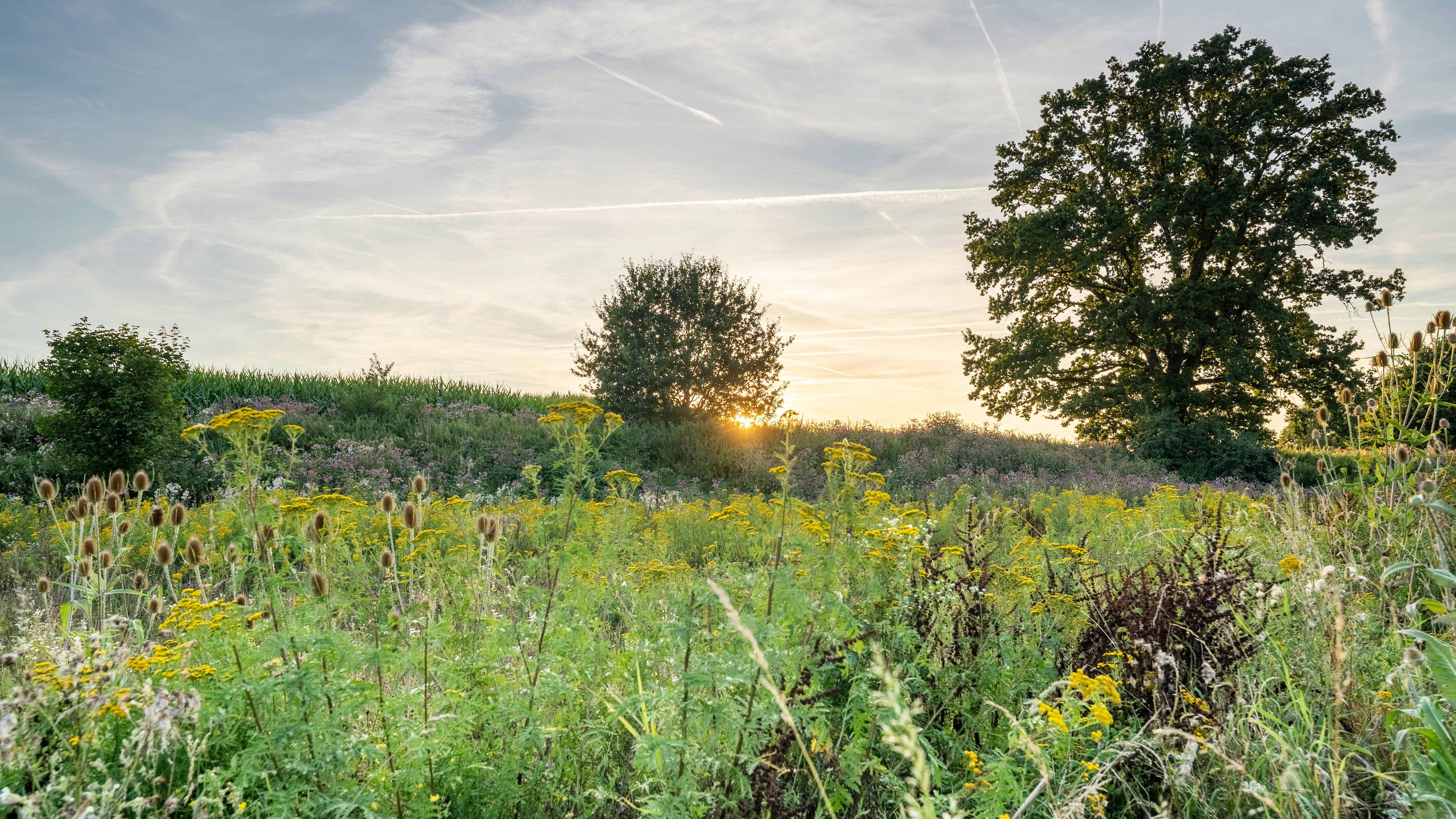 Sunset behind a large tree in a lush meadow with wildflowers and a dirt path, sky streaked with contrails.