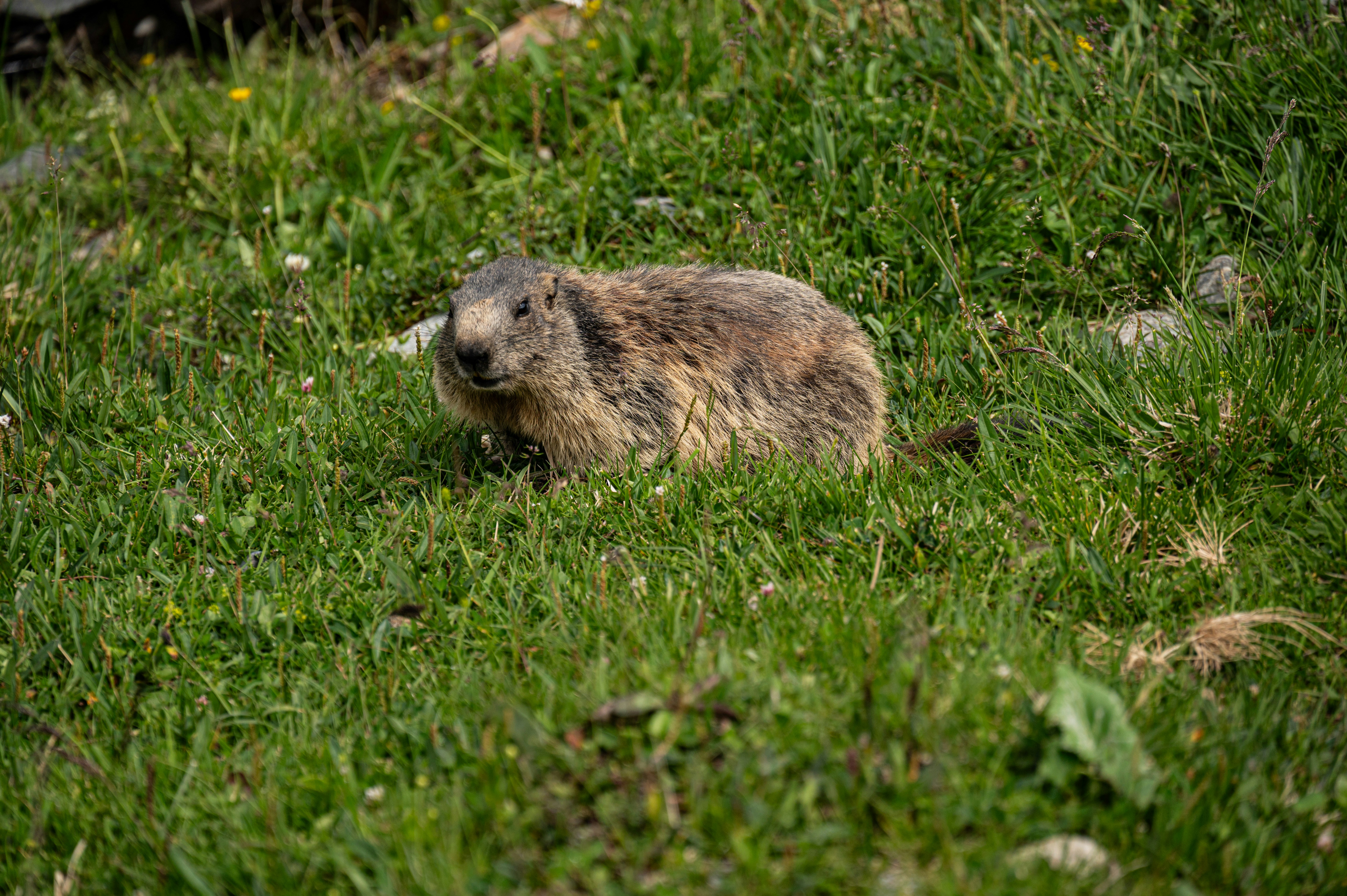 A small rodent is sitting in the grass photo – Free Animal Image on ...