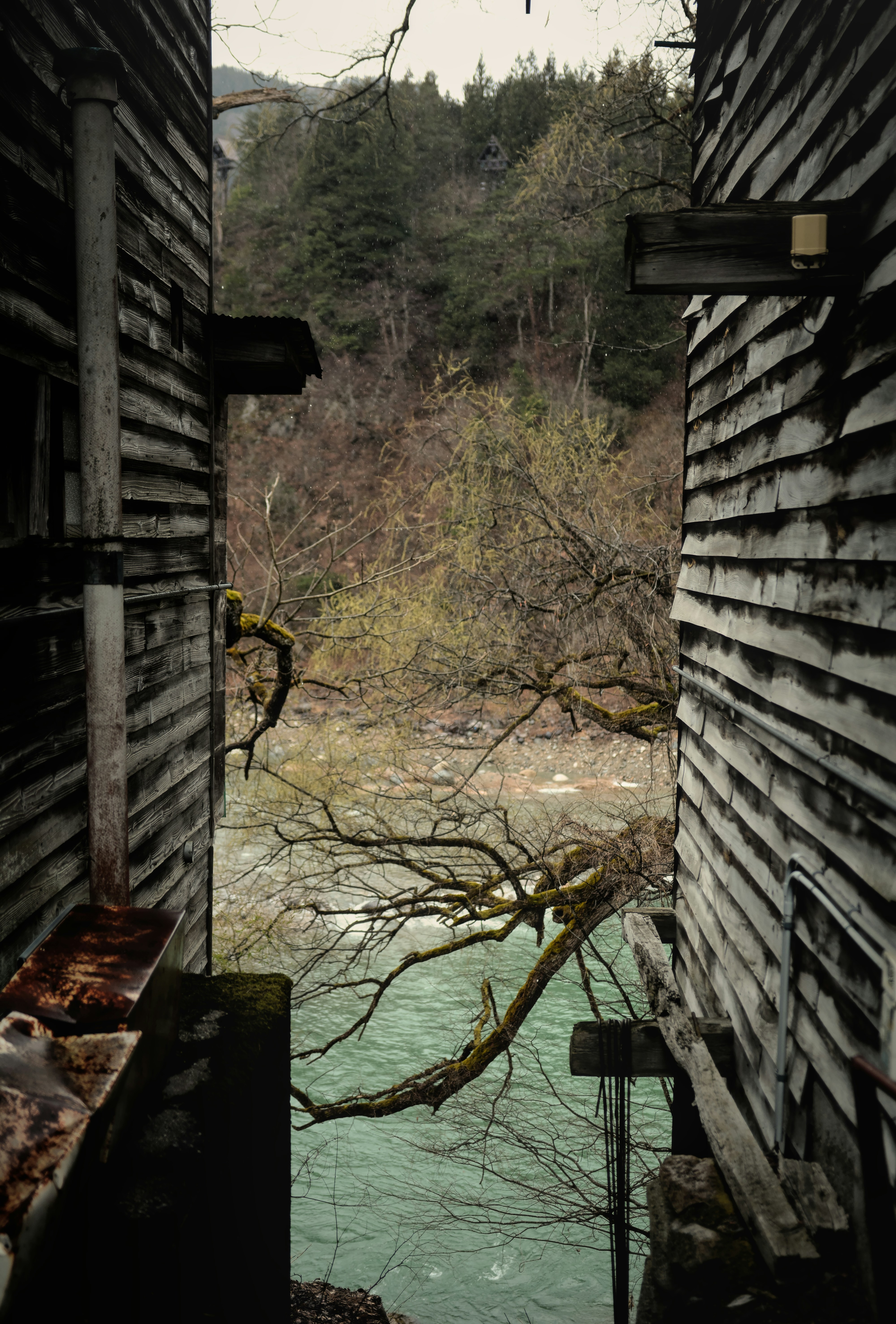 Gap Between Weathered Shacks: A Gnarled Branch Reaches Toward the Turquoise River