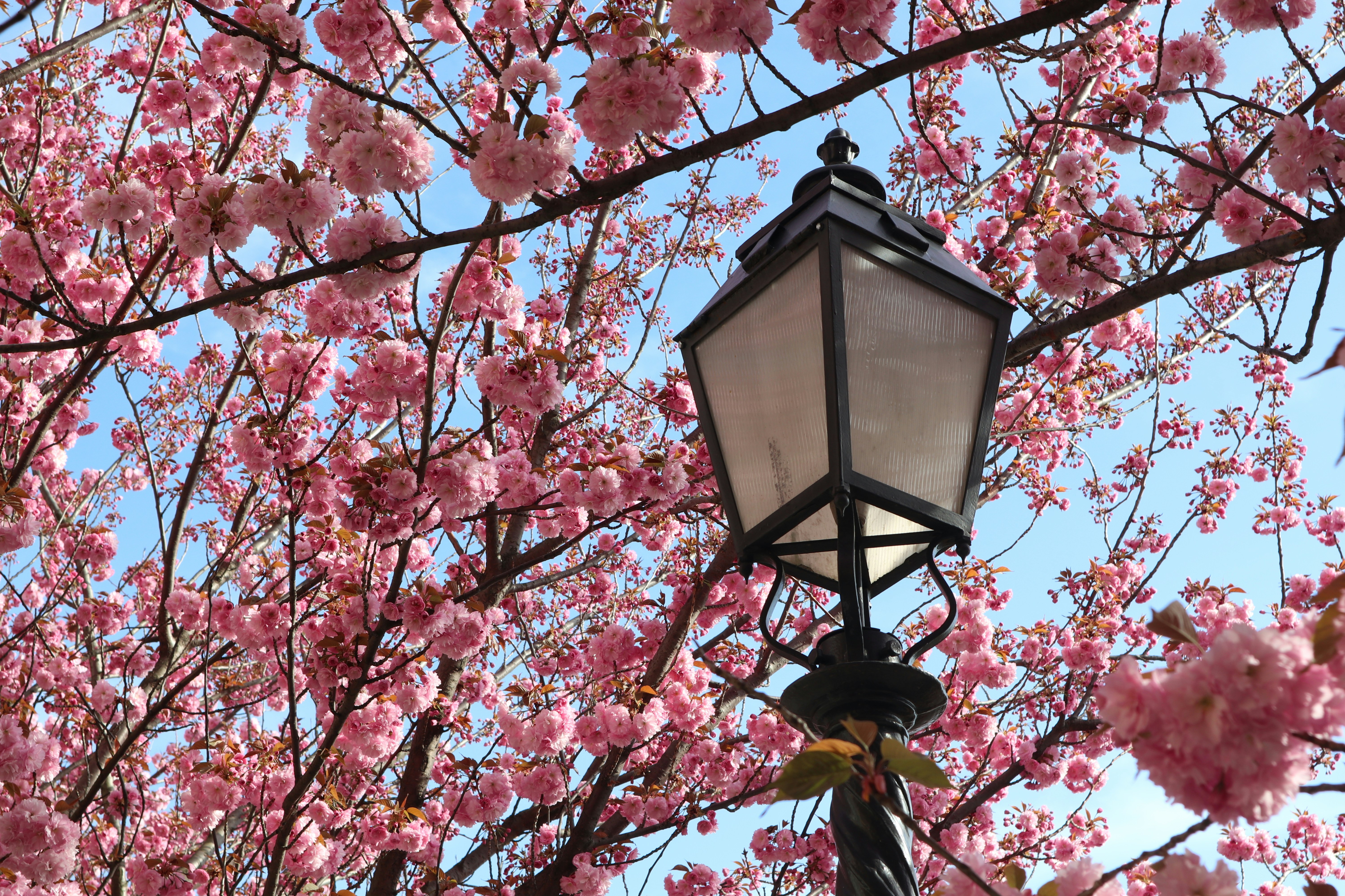 Photo by Balint Miko with Canon EOS M100