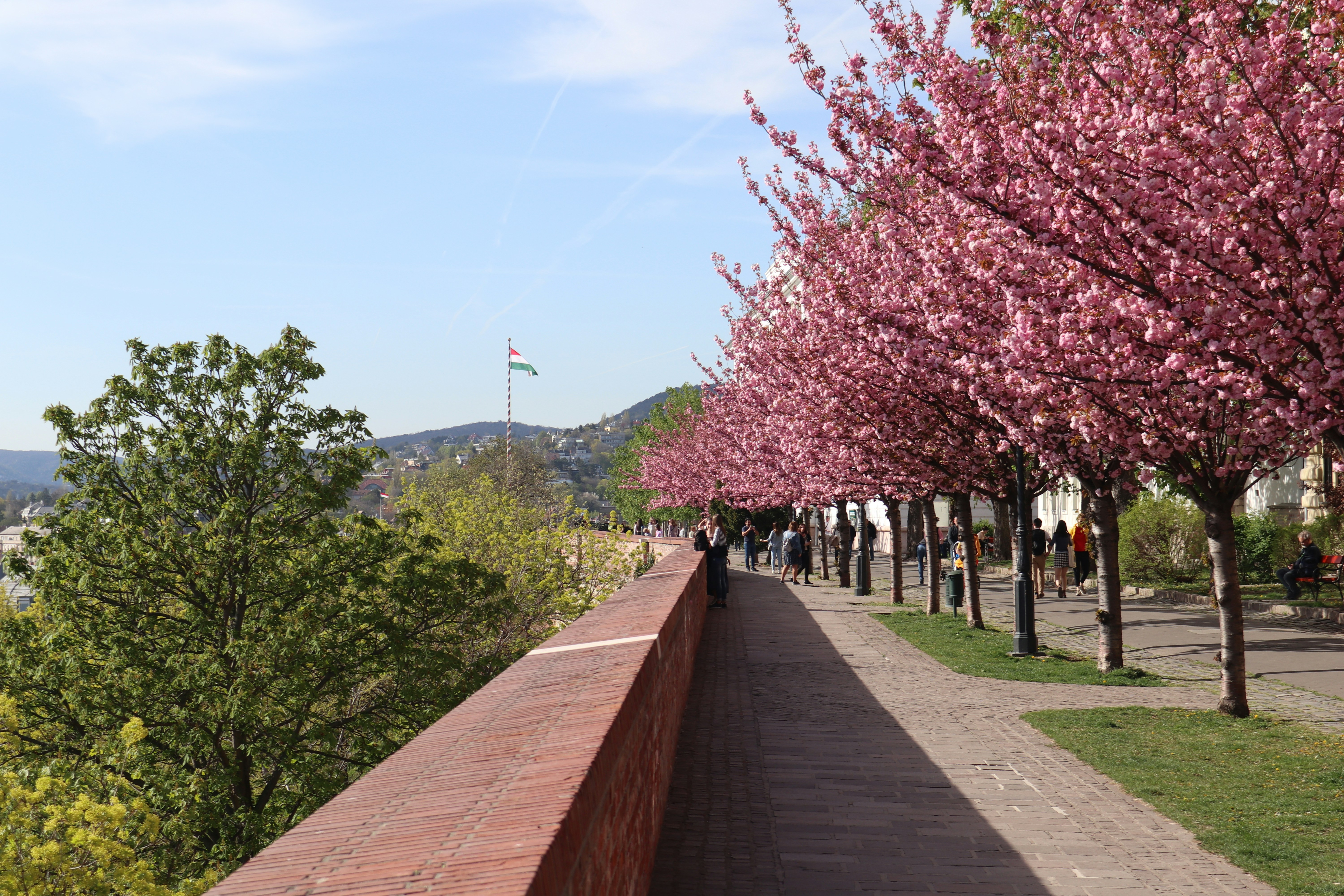 Blossom Esplanade: Pink Canopy Over a Quiet Riverside Walk