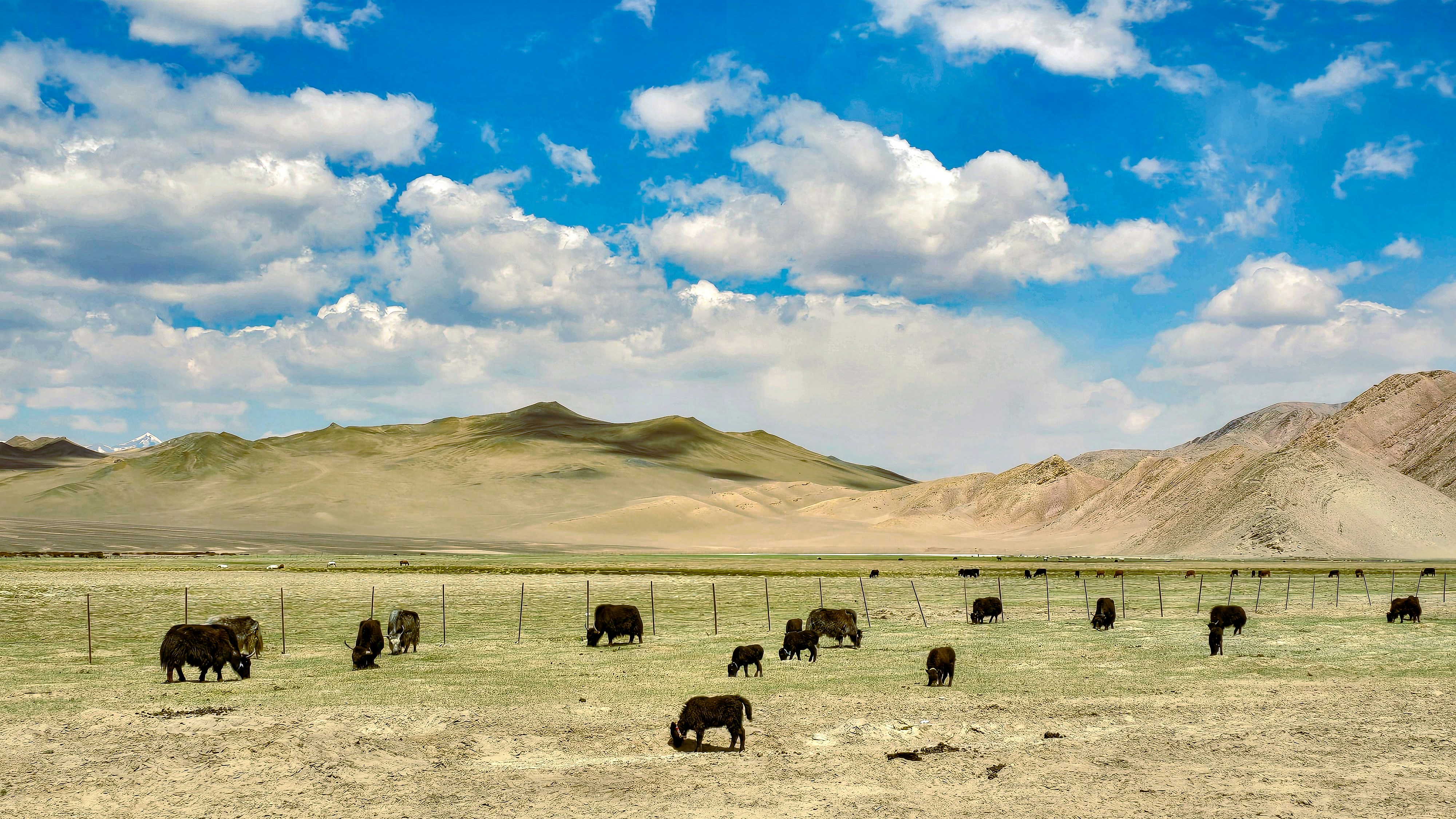 A herd of cattle grazing on a dry grass field photo – Free Indus valley ...