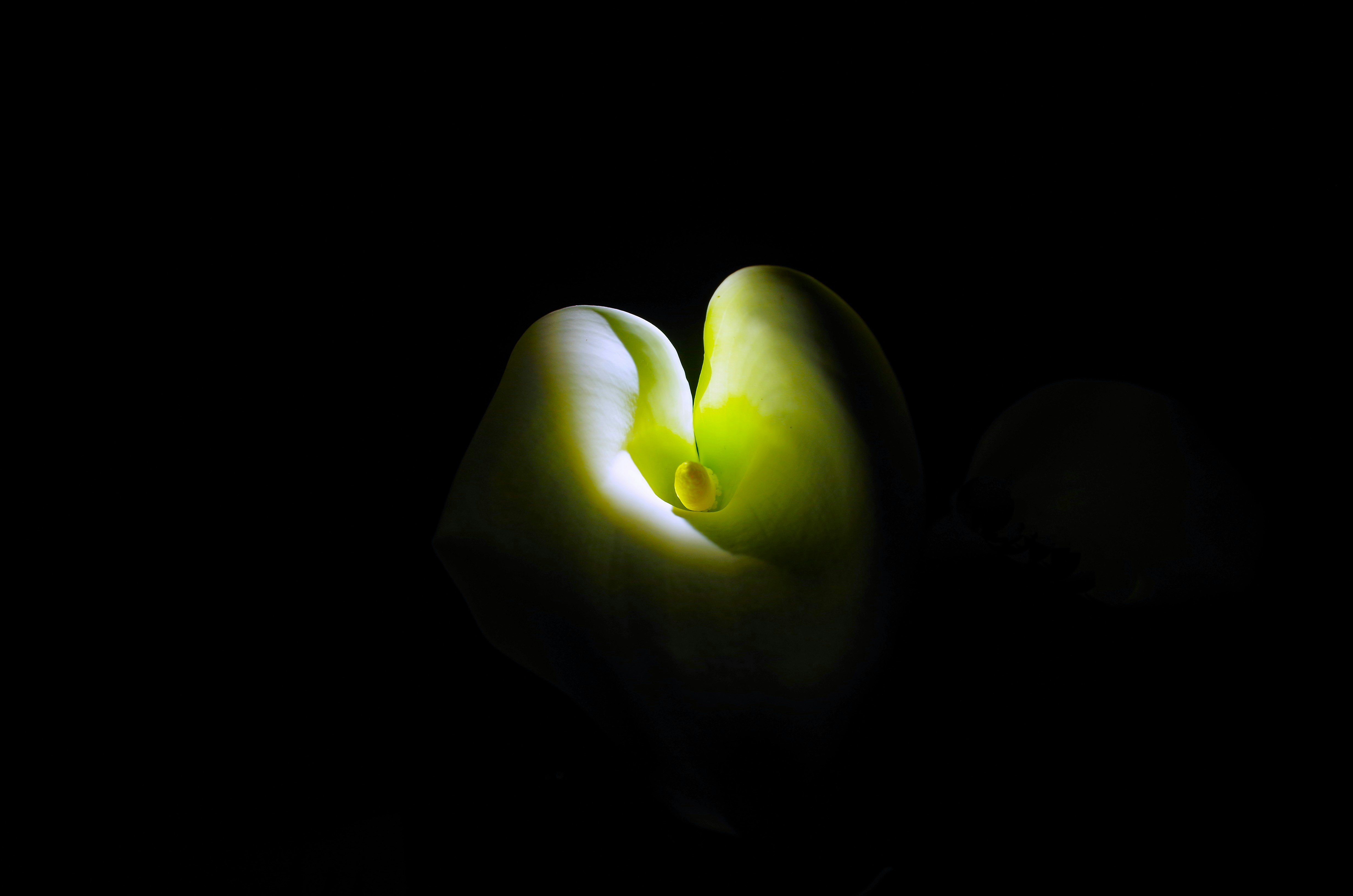 Luminous Petal in Velvet Night: A Pale-Green Bloom Lit by a Narrow Beam