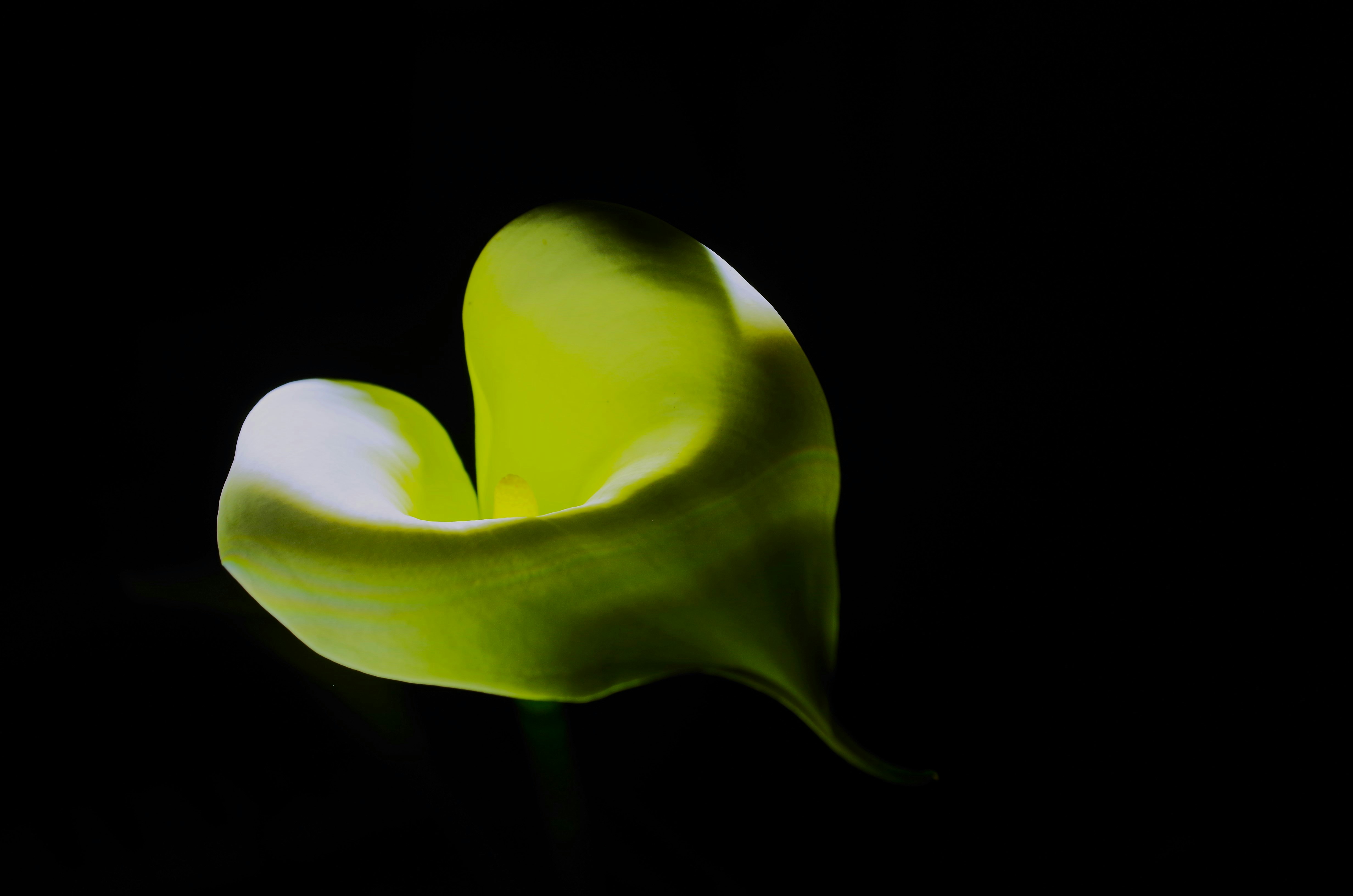 Emerald Curve in a Velvet Black: A Minimalist Calla