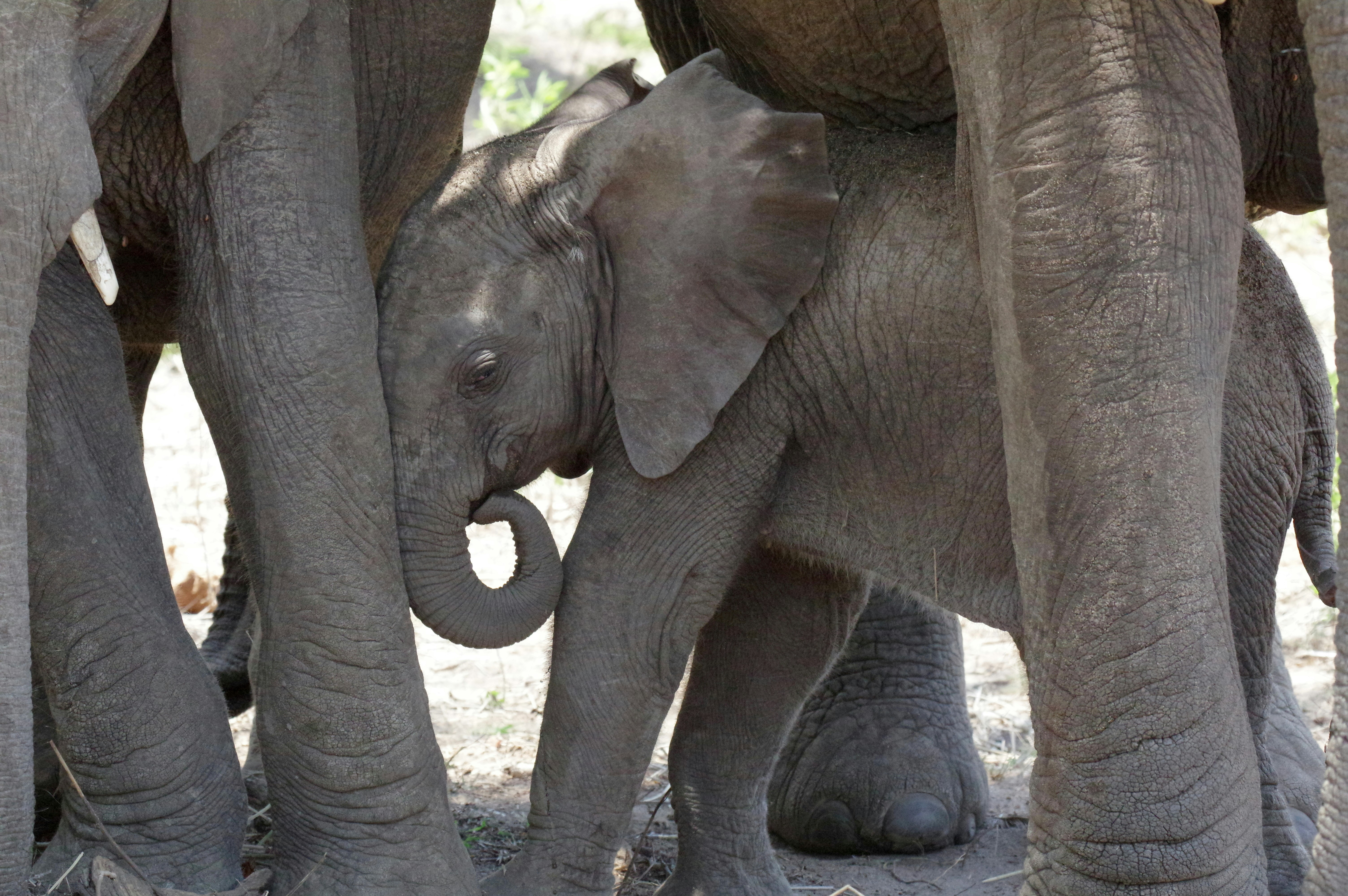 Gentle Giants in a Close Elephant Herd