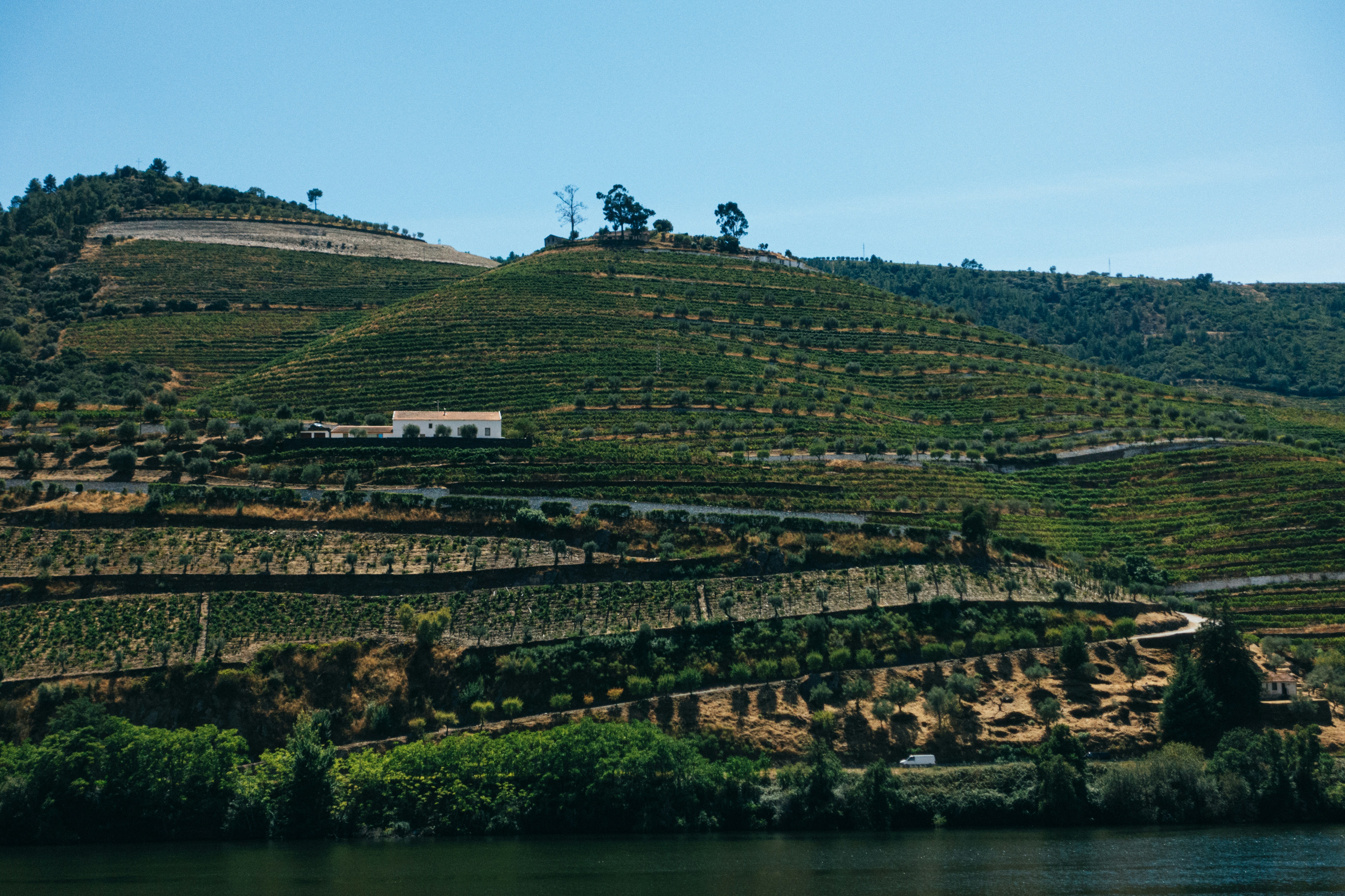 Terraced Vineyard Steps Stack the Hillside Over a Calm River