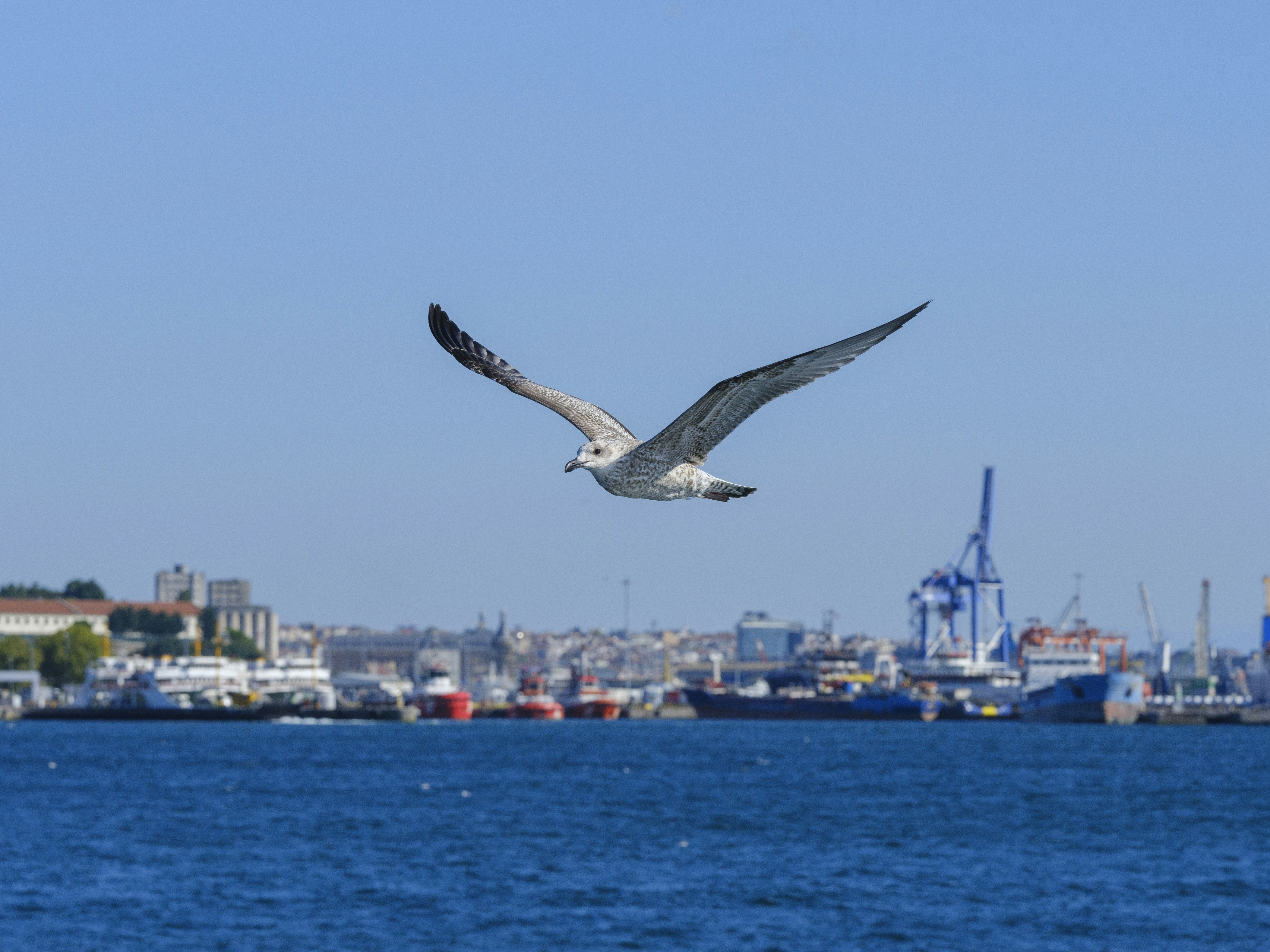Harbor Glide: Seagull Cutting Across a Quiet Blue Port