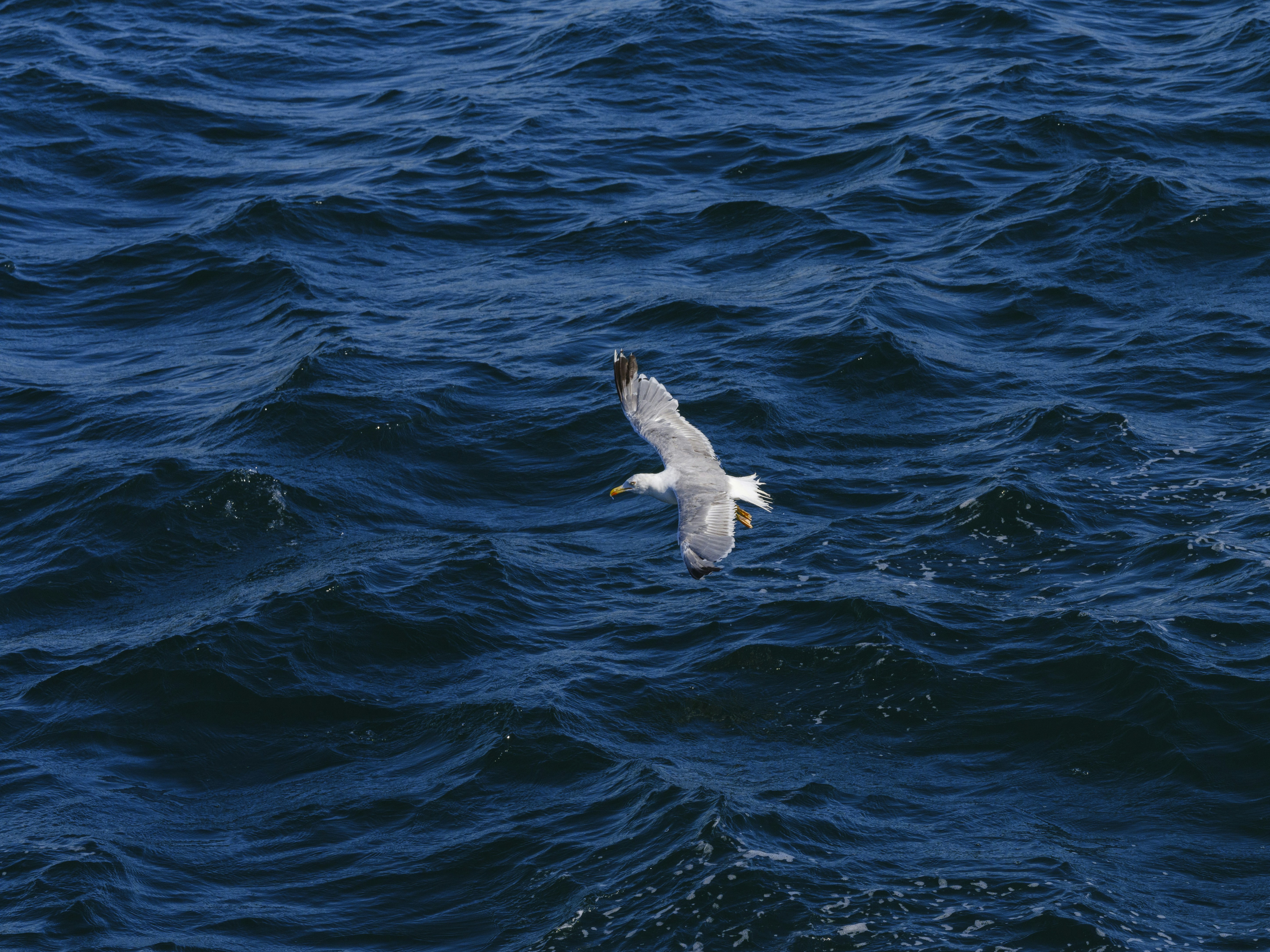 A seagull flying over a body of water photo – Free Animal Image on Unsplash