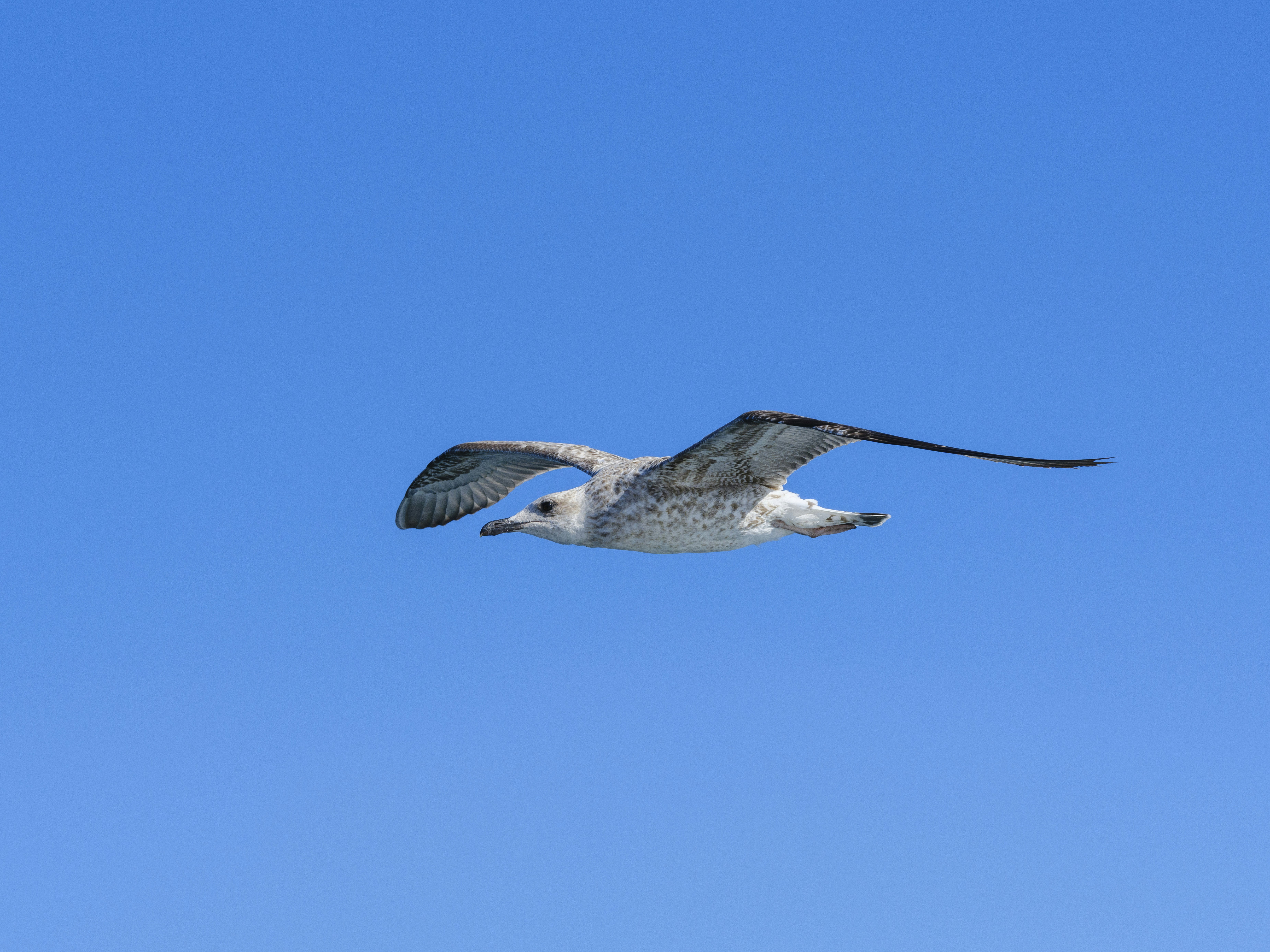 Azure Glide: A Seabird in Perfect Open Sky