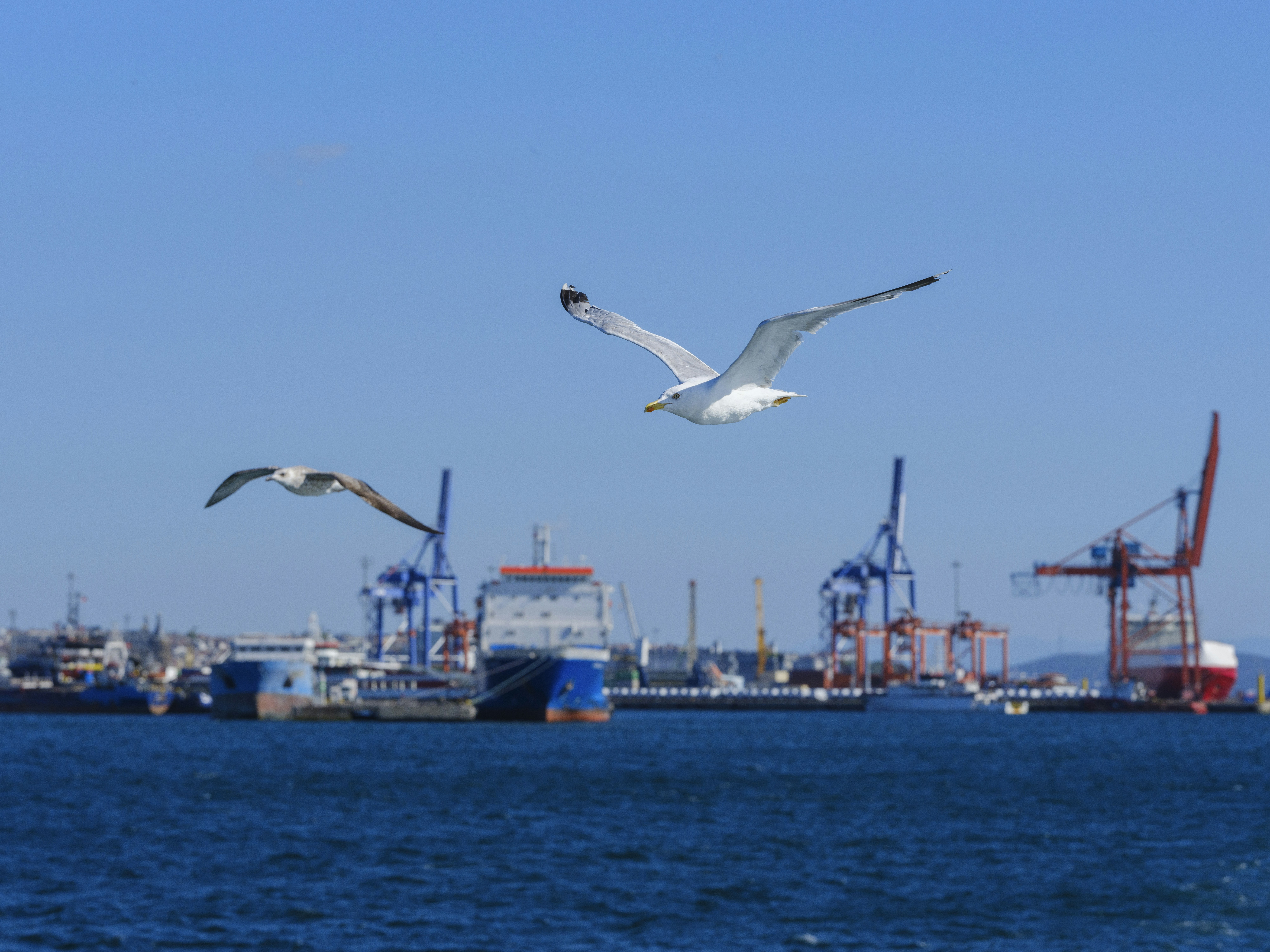 Wingbeat Over the Docks: Seagulls Against a Port's Machinery Horizon