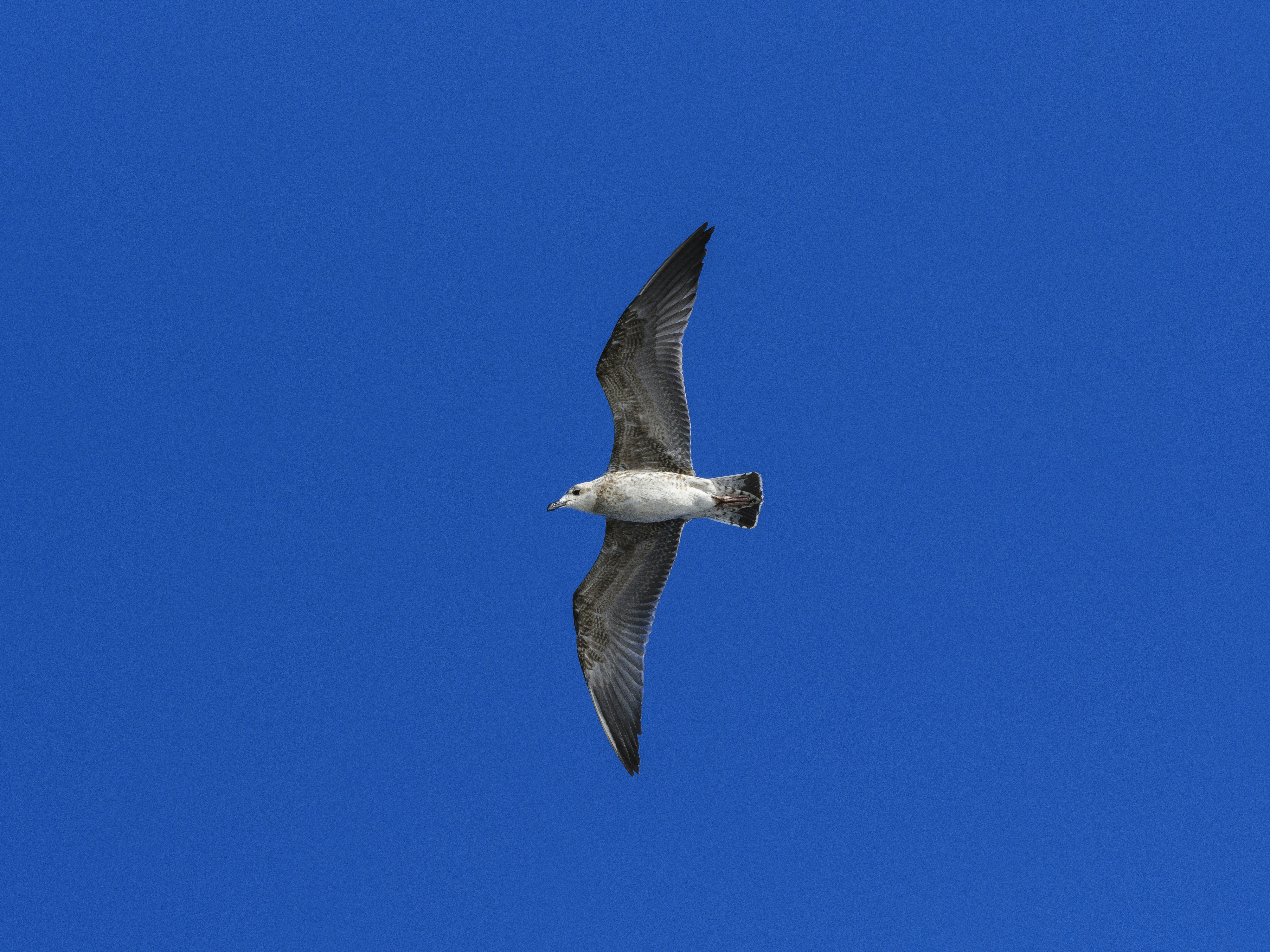Gull in Flight: Crisp silhouette against a cobalt sky