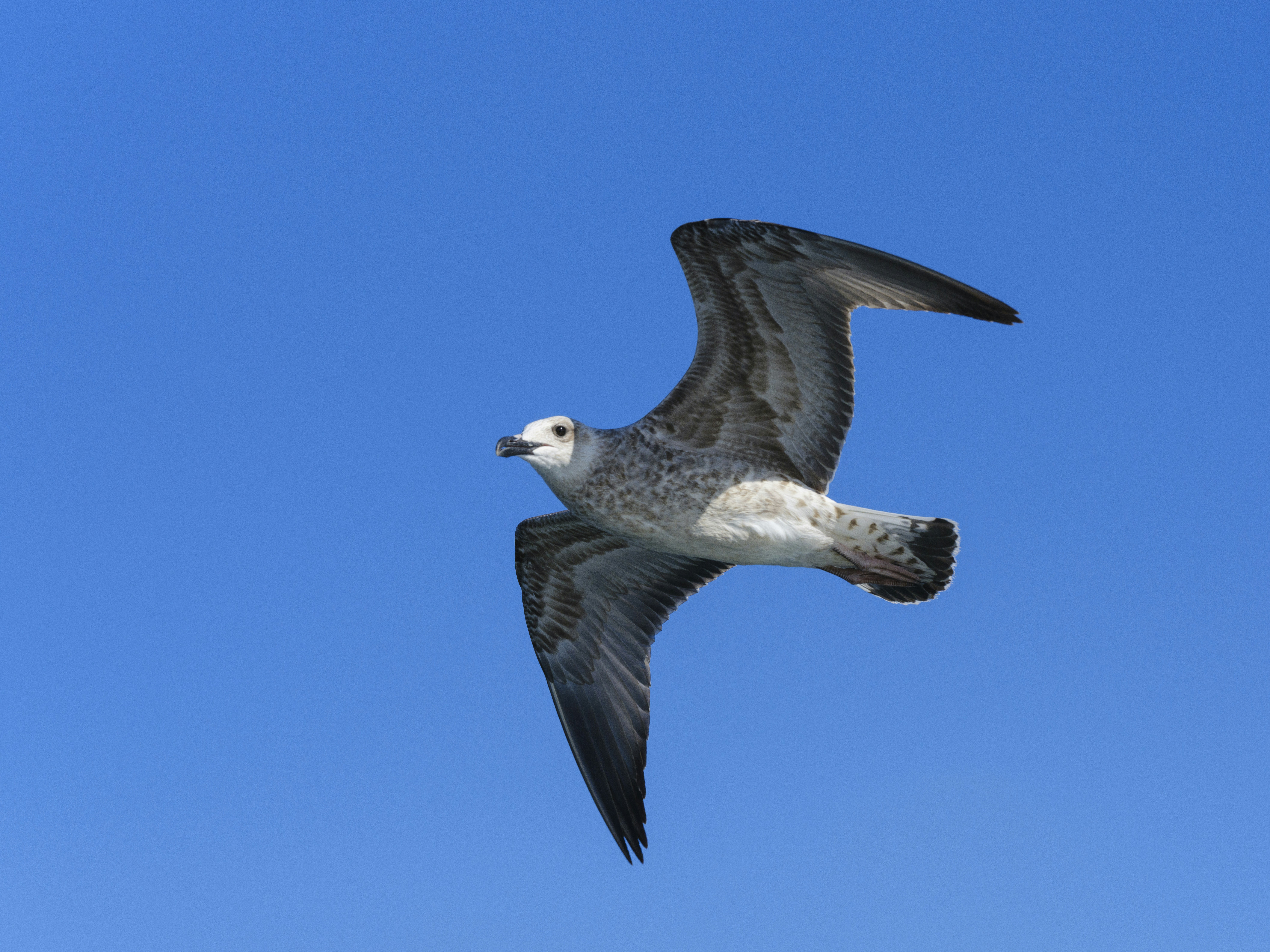 Soaring Seabird: Focused Flight Against a Bold Indigo Sky