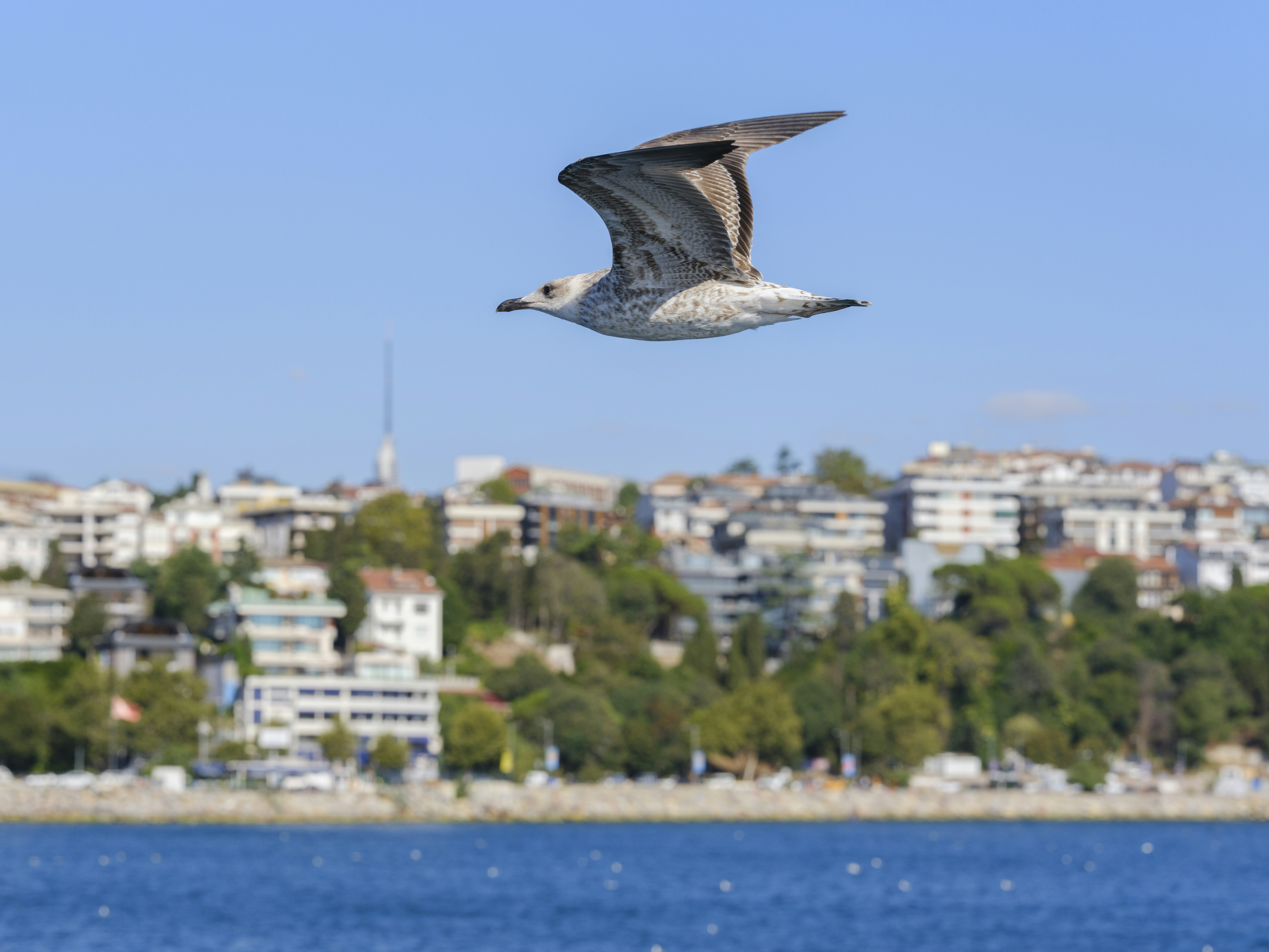 Winged Contrast: A Gull Skimming the Blue Between Sea and Suburb
